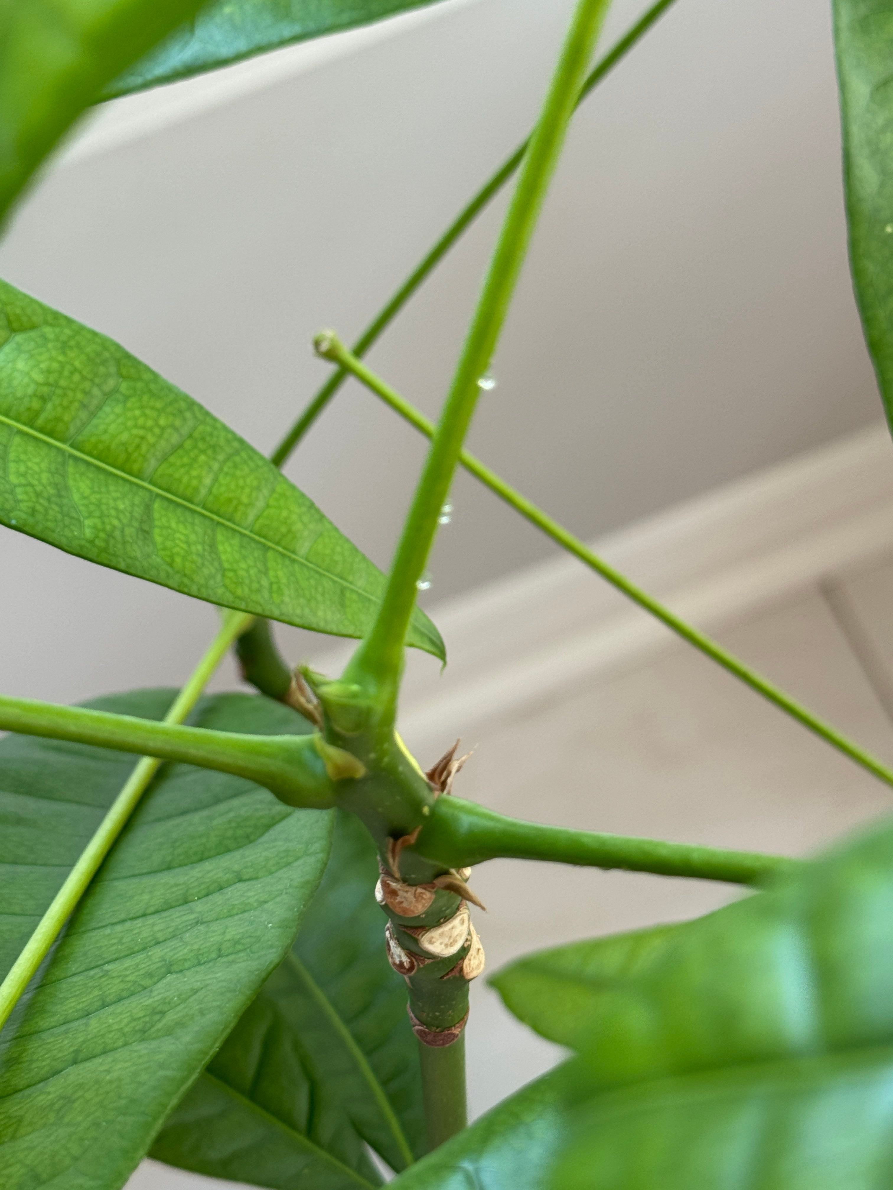 Does anyone know what the little droplets are on my money...