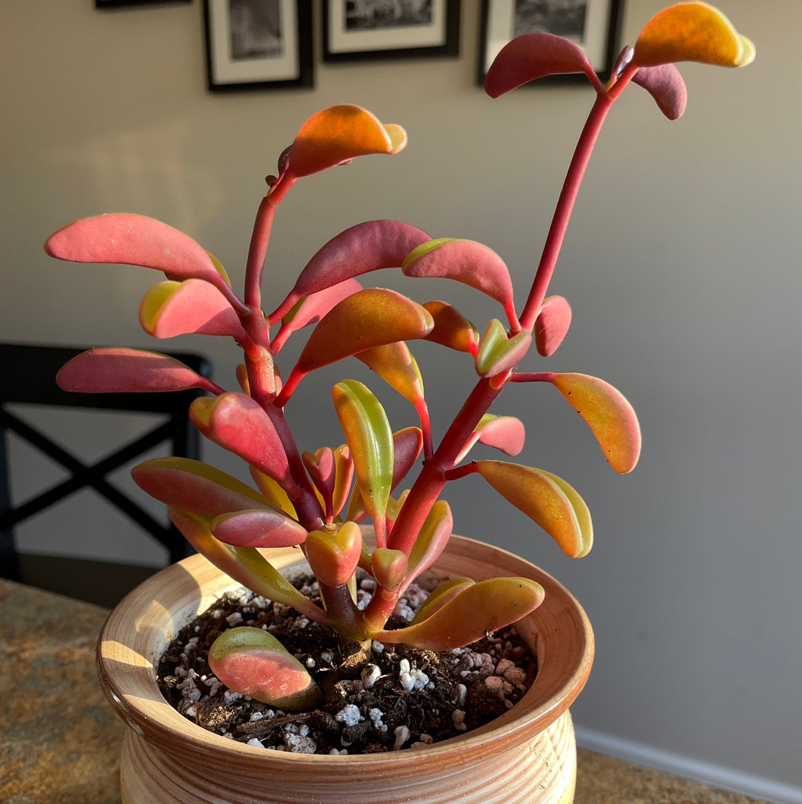 Peperomia Graveolens 'Ruby Glow' Temperature