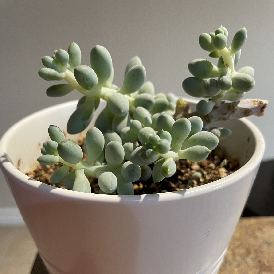 The Complete Pachyphytum 'Macho' Plant Care Guide: Water, Light & Beyond