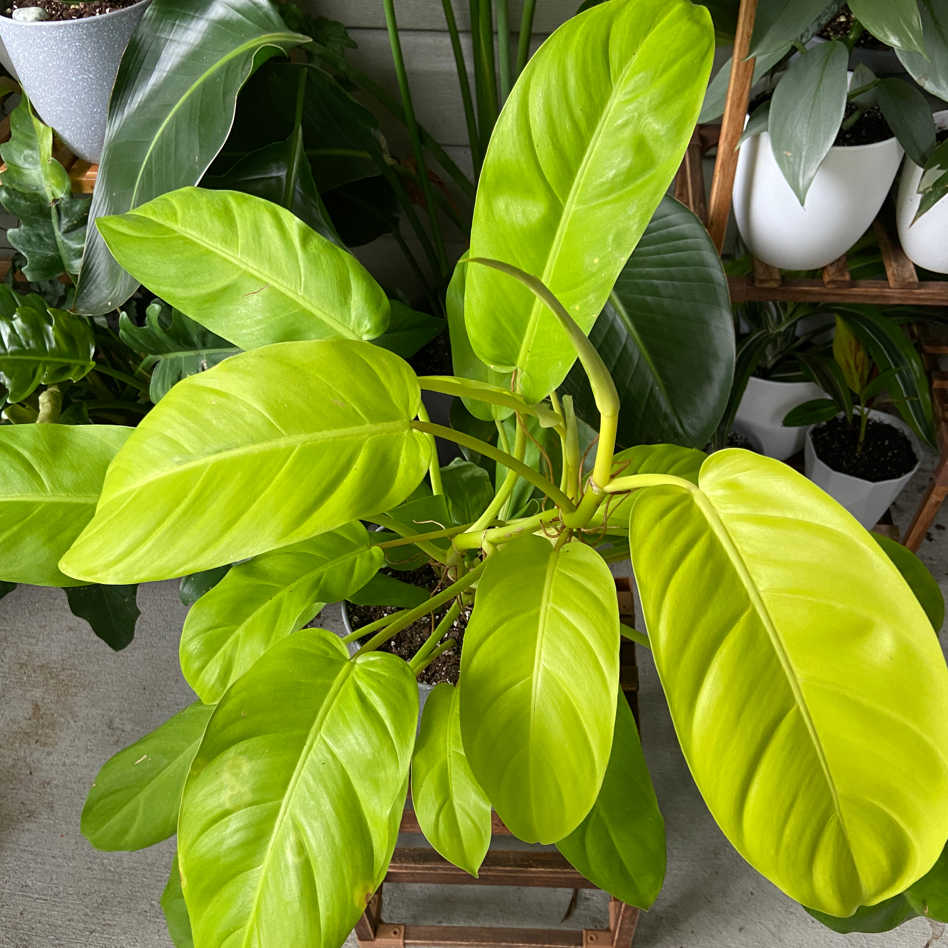 How to Propagate Your Golden Goddess Philodendron