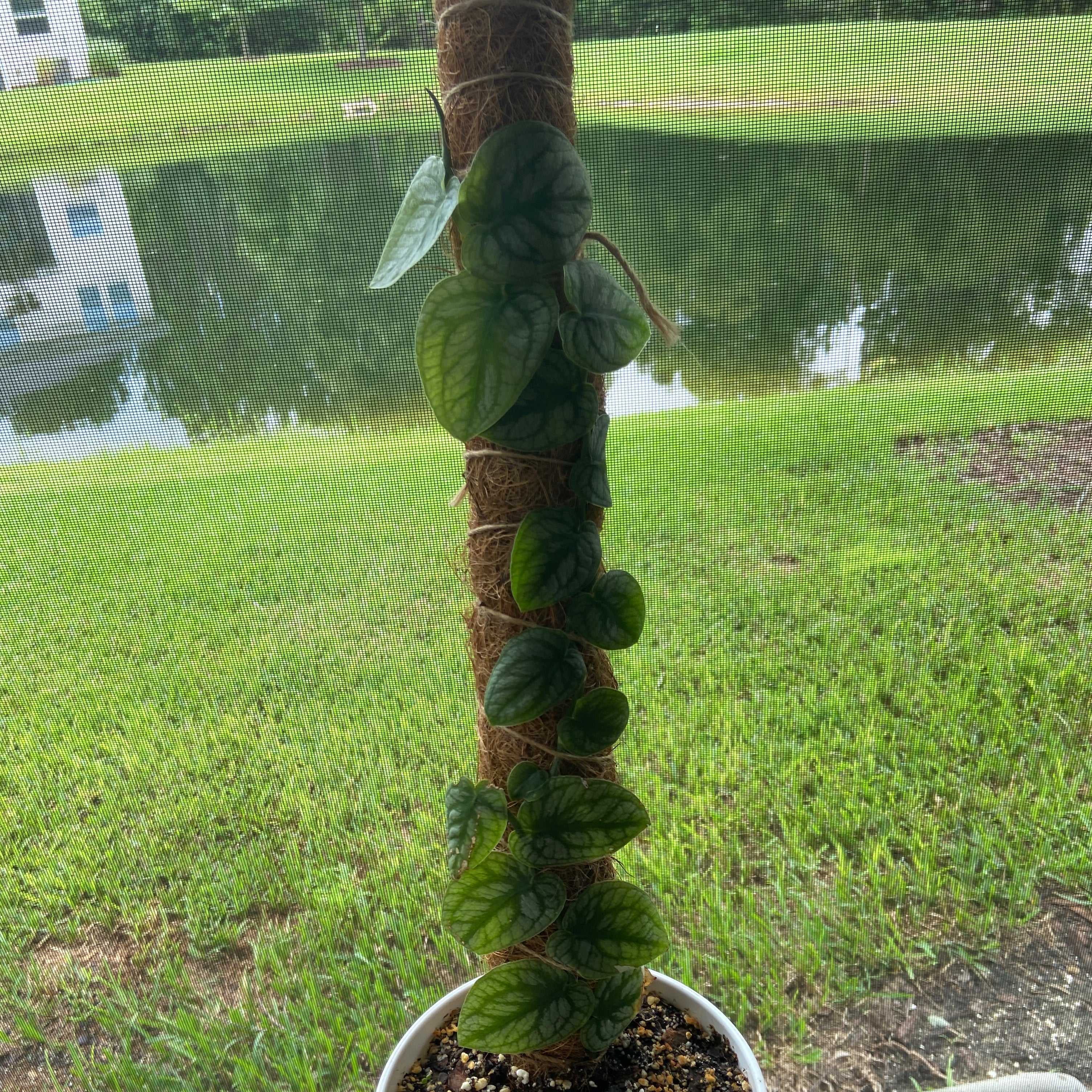 How Do I Propagate My Shingle Plant?