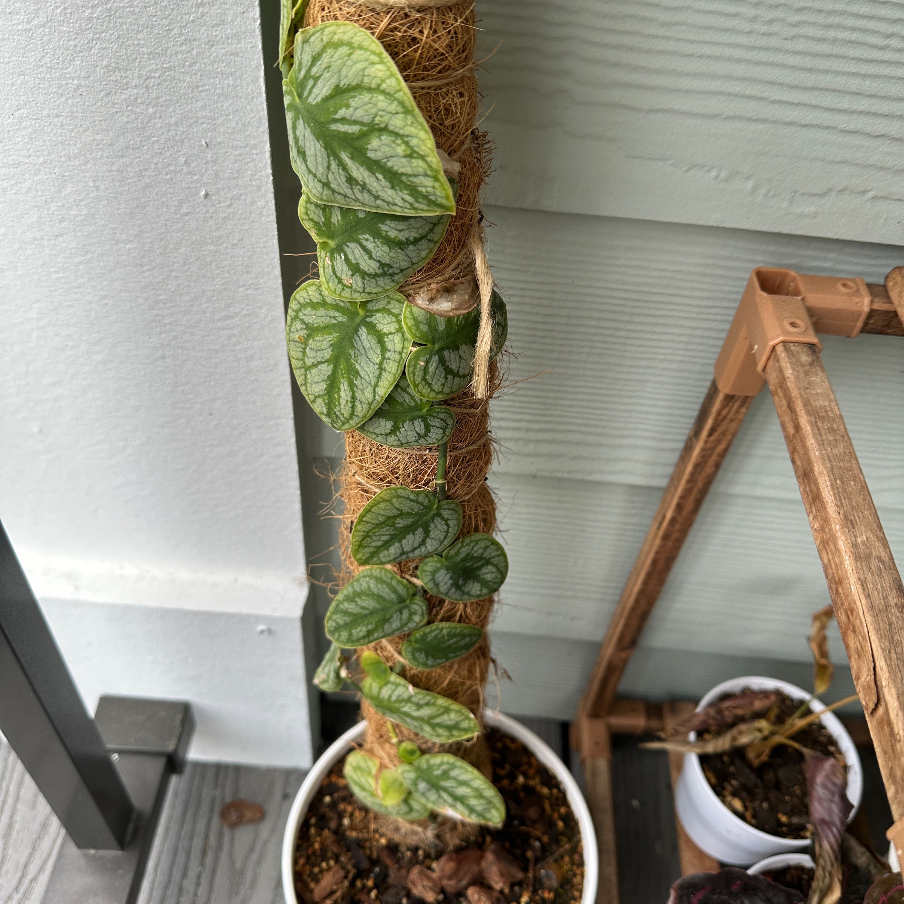 Why Are There Brown Spots on My Shingle Plant?