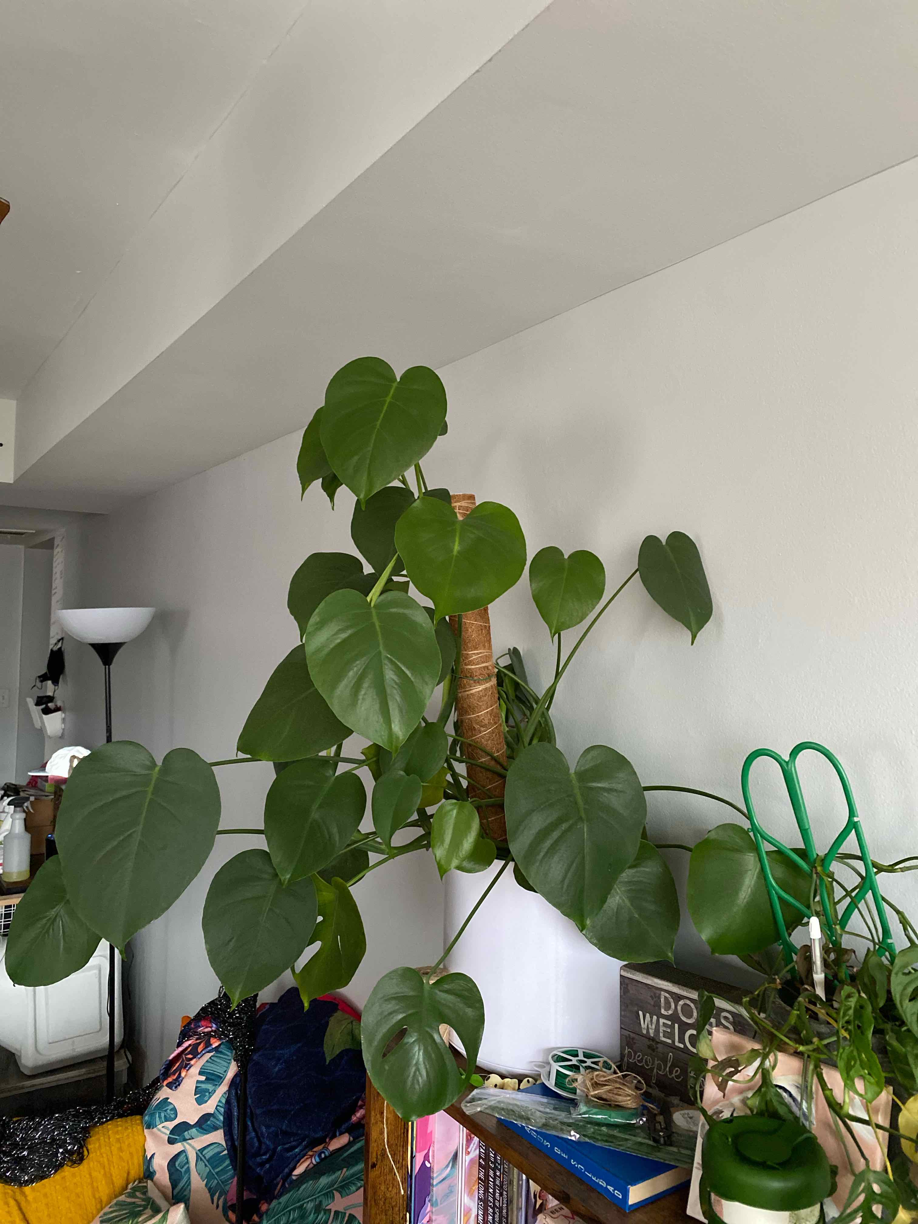 monster mash | A plant by @monstera_mash on Greg