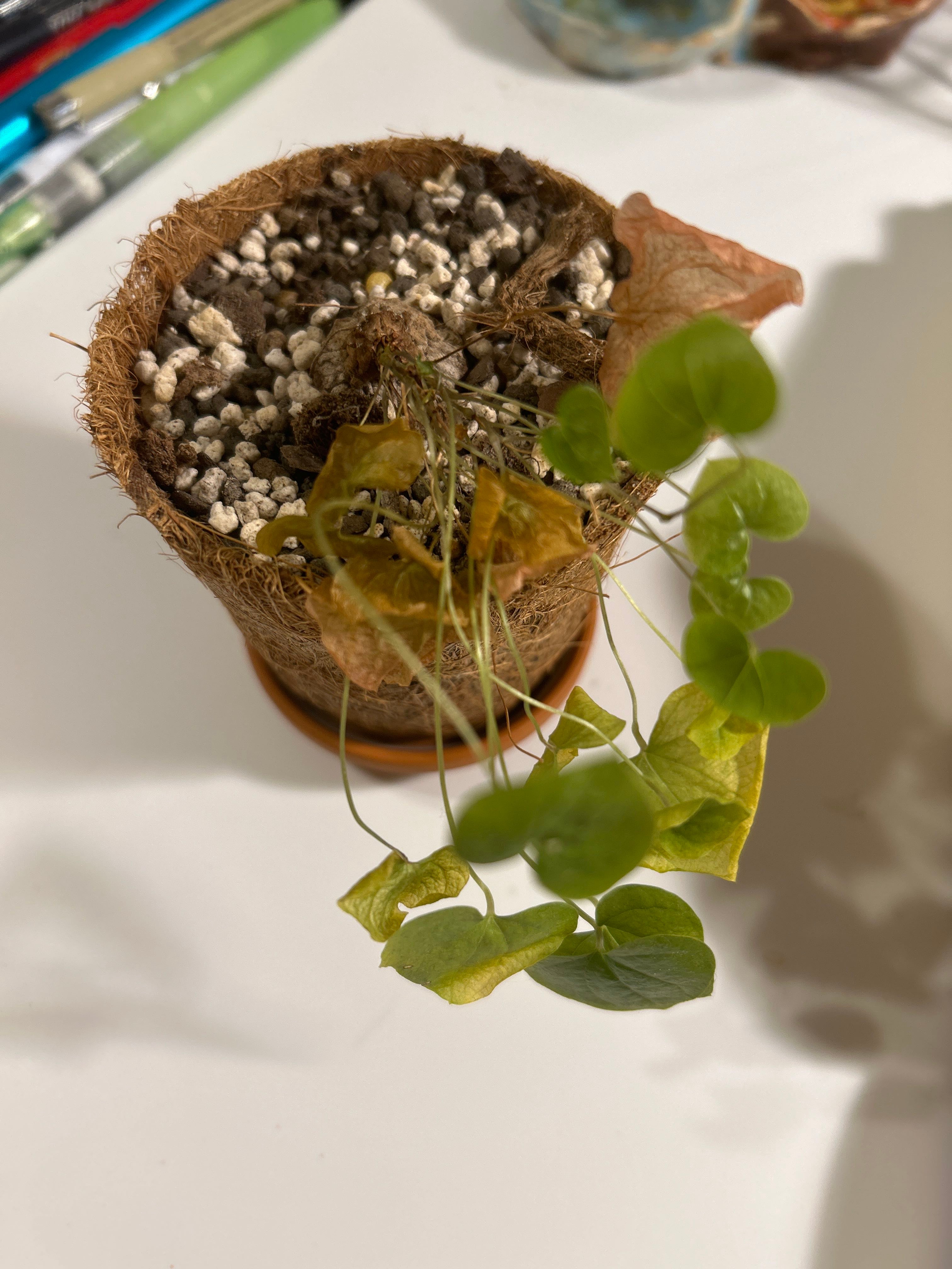 4 Key Phases of Japanese Yam Development 🍠