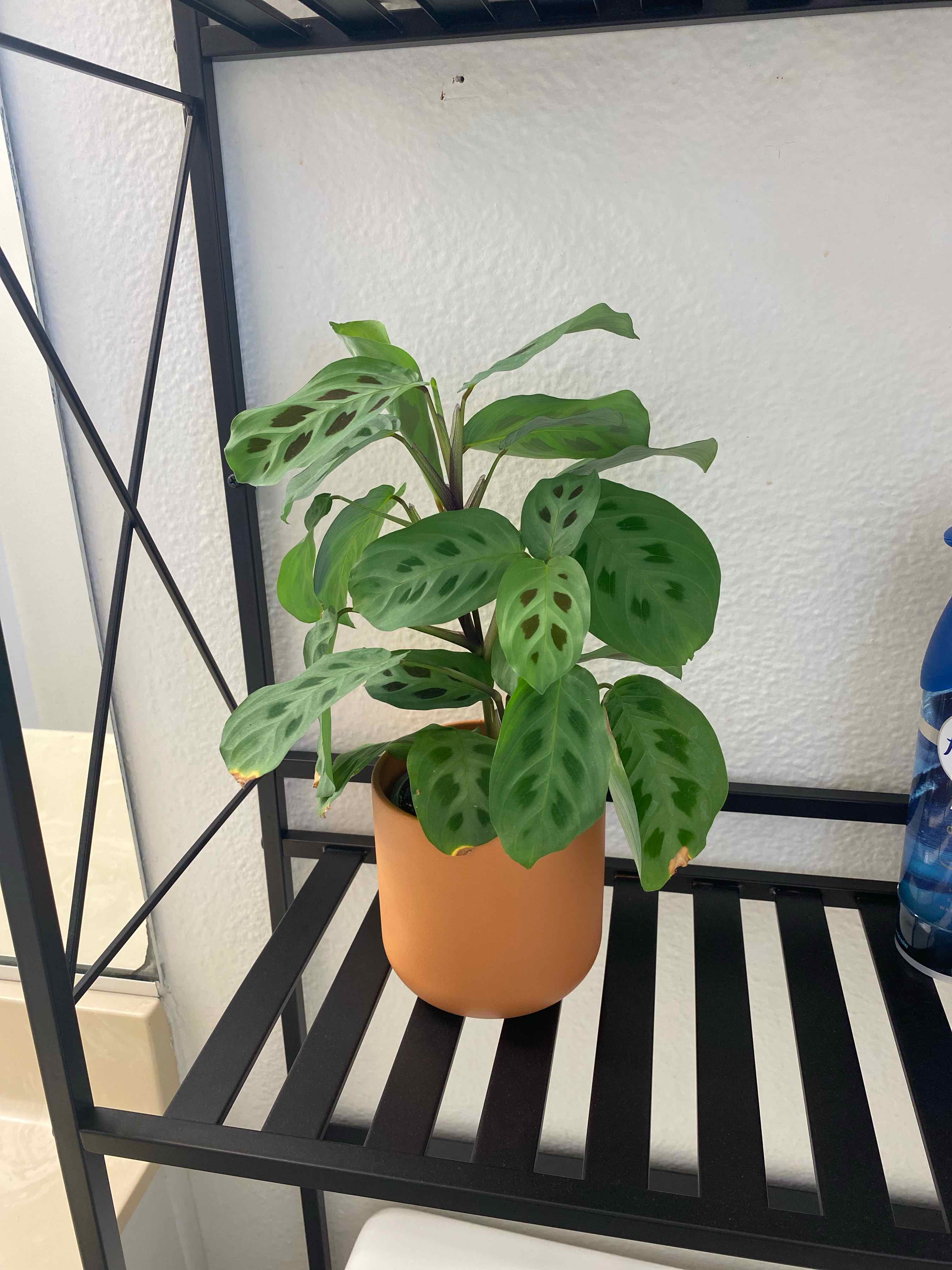 What Are The Bugs on My Fascinator Prayer Plant? 🐛