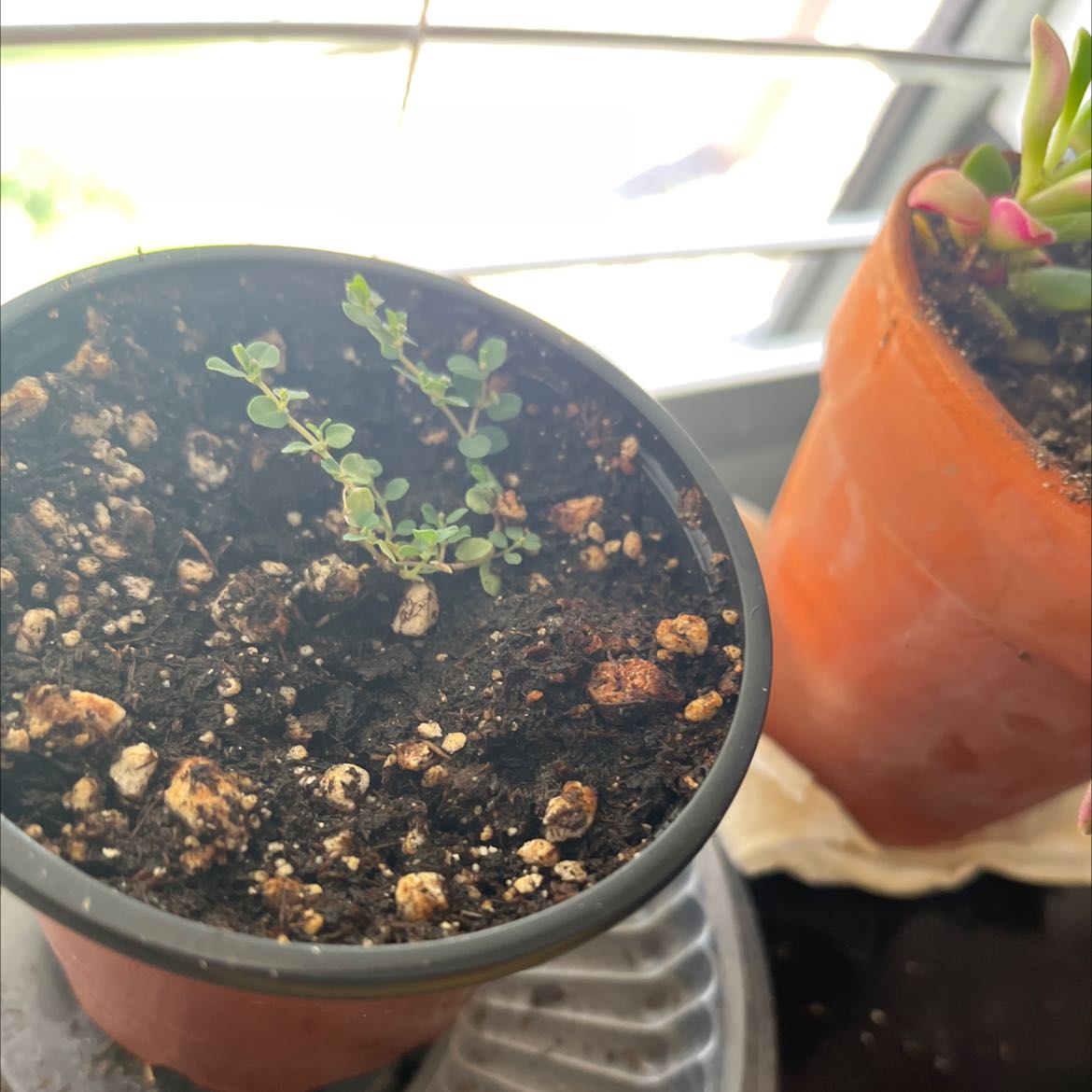 Propagating My Spotted Spurge: Step-by-Step Guide