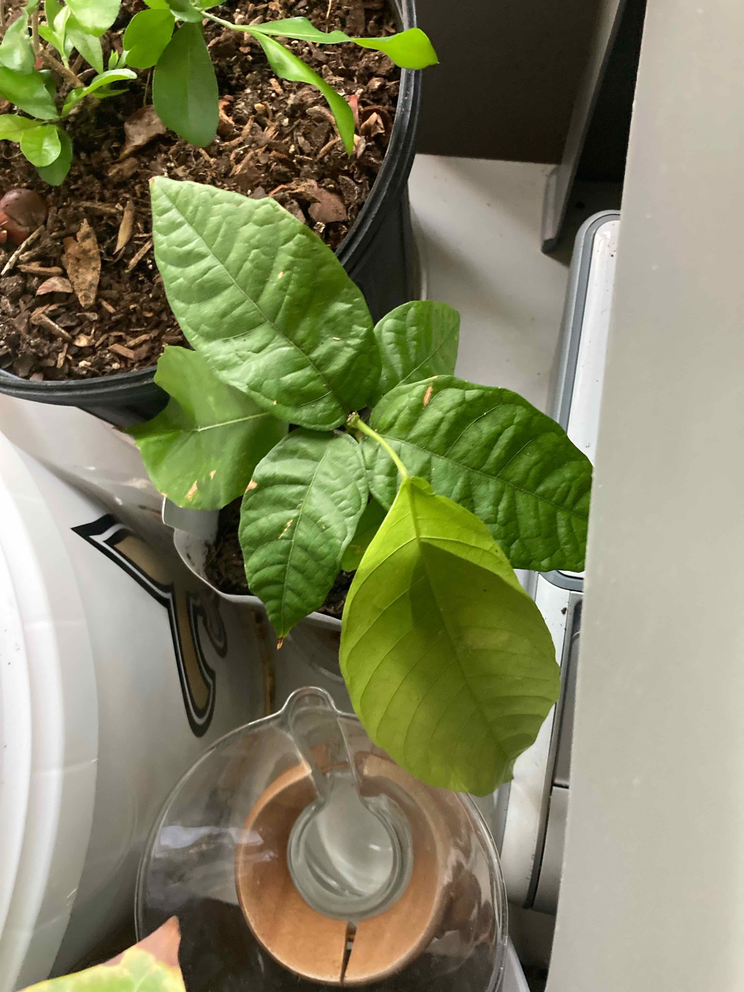 Cacao Tree Fertilizer: How and When to Use It