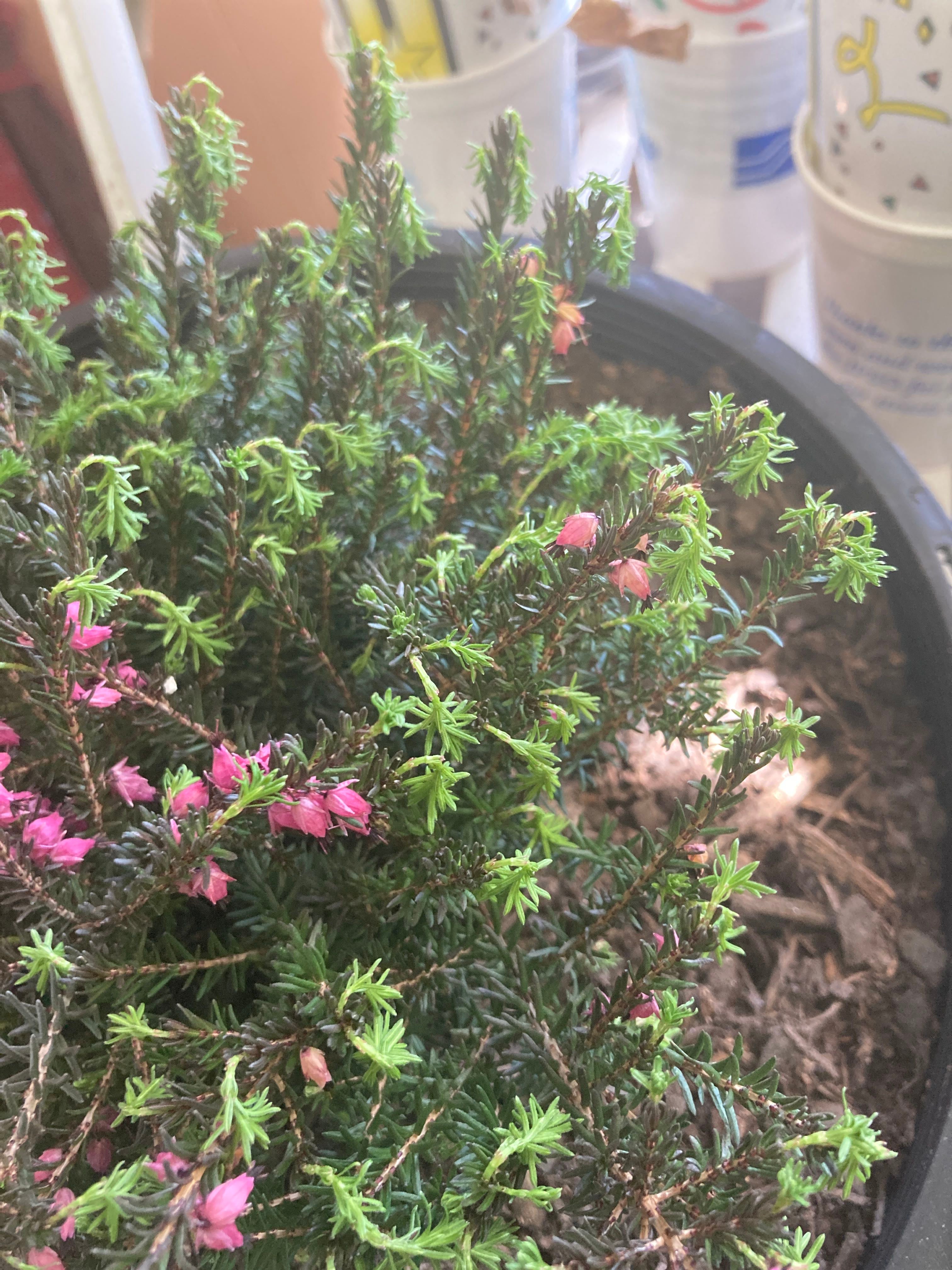 🌸 Kramer's Red Heather: A Comprehensive Overview
