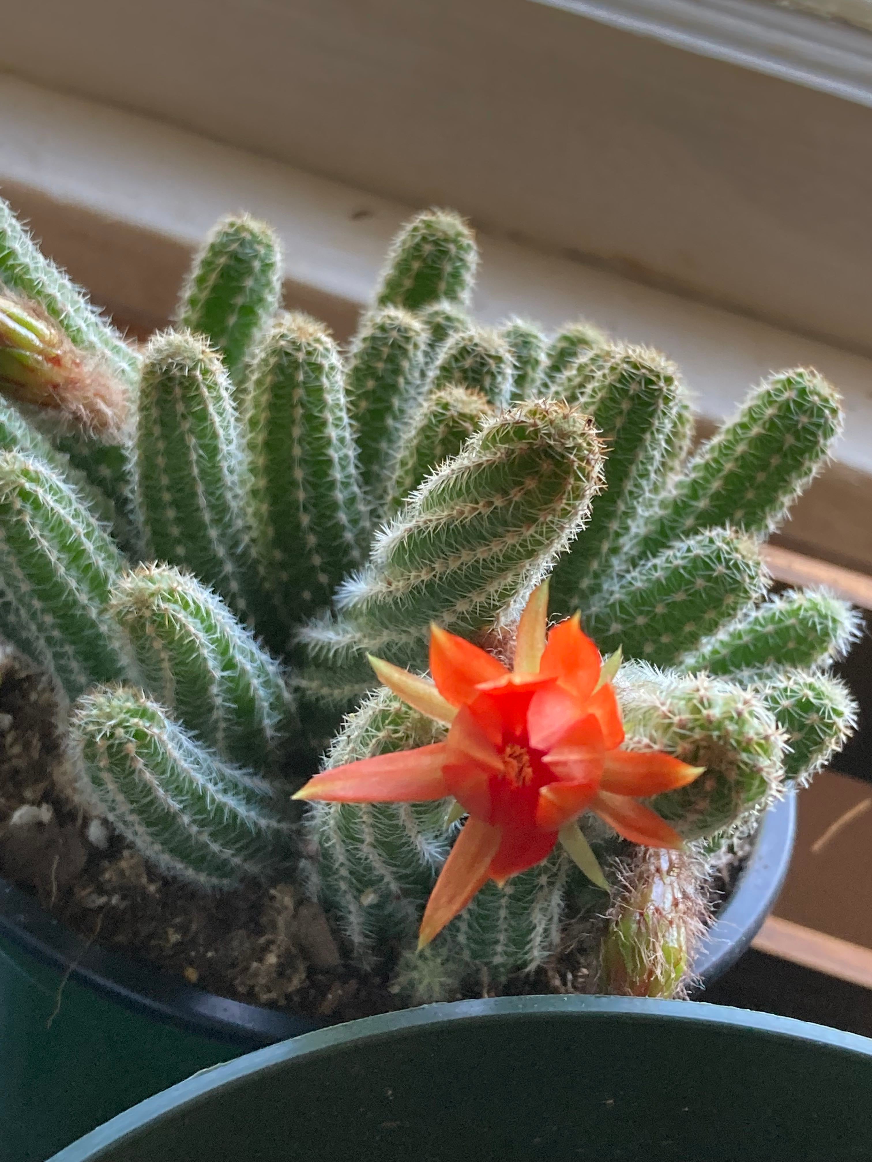 Peanut Cactus Plant Care: Water, Light, Nutrients | Greg App 🌱