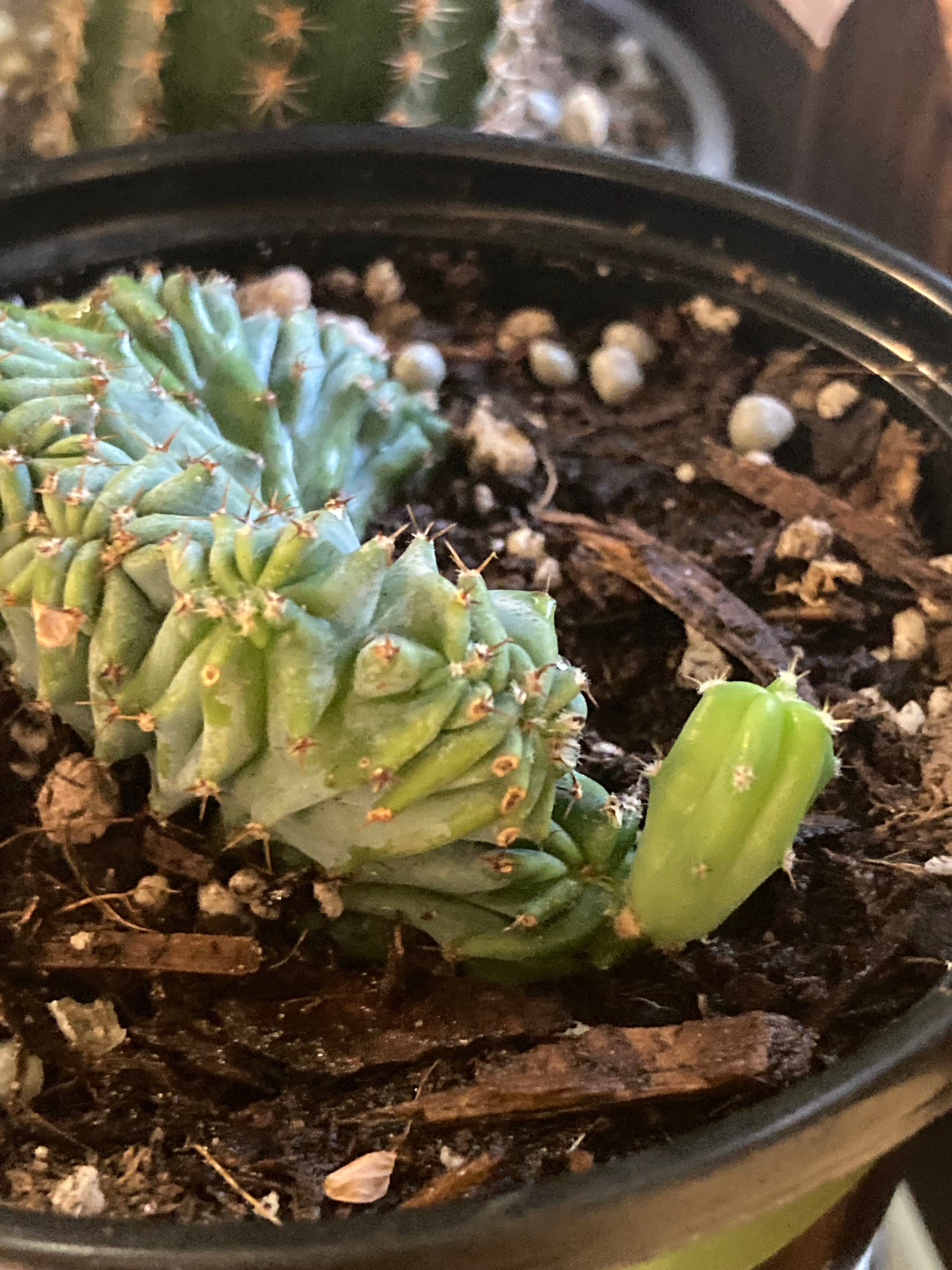 Why Are There Brown Spots on My Blue Myrtle Cactus?