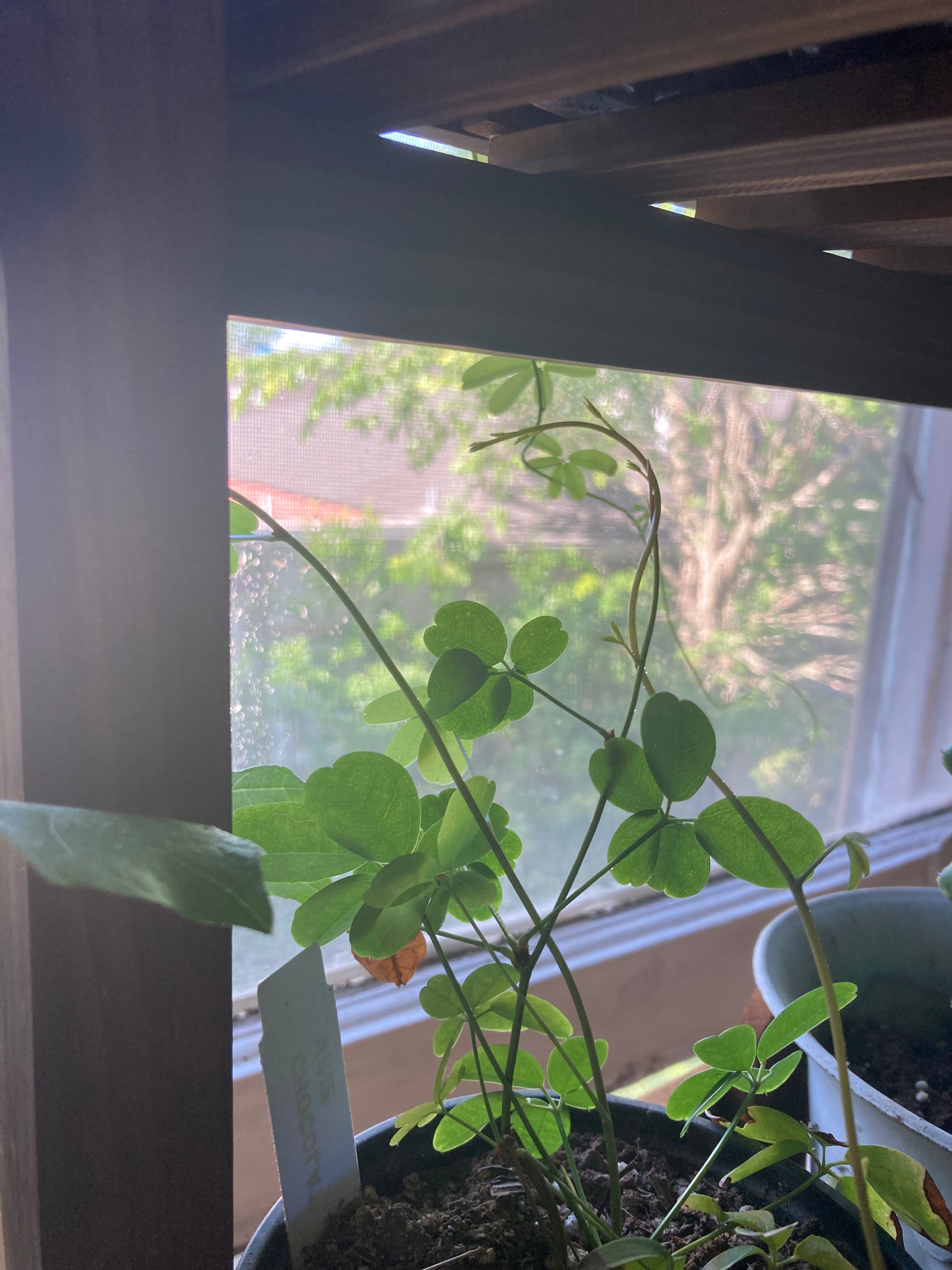 Best Tips for Droopy Leaves on Akebia 🌸