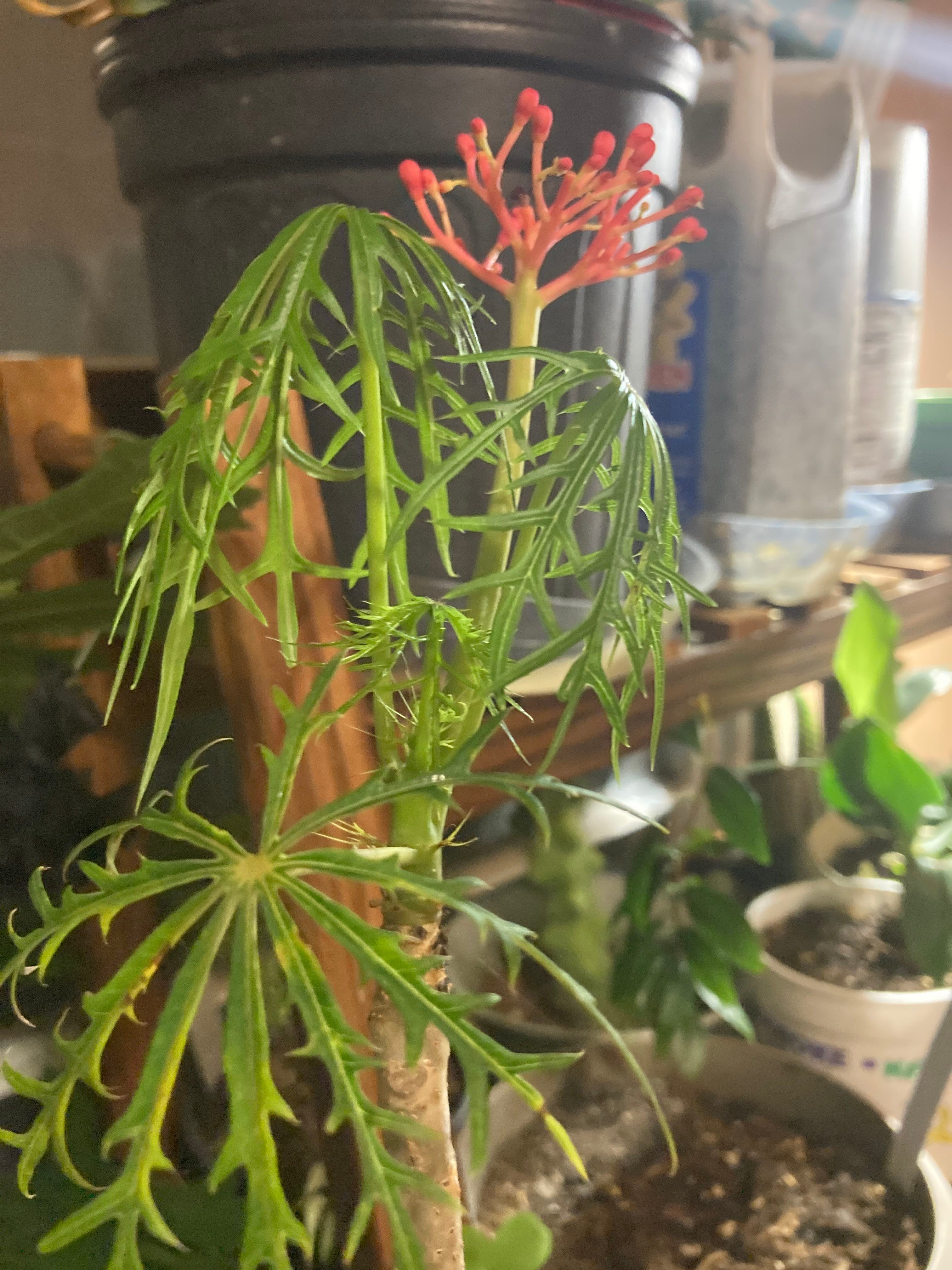 Keep Your Bellyache Bush Alive: Light, Water & Care Instructions