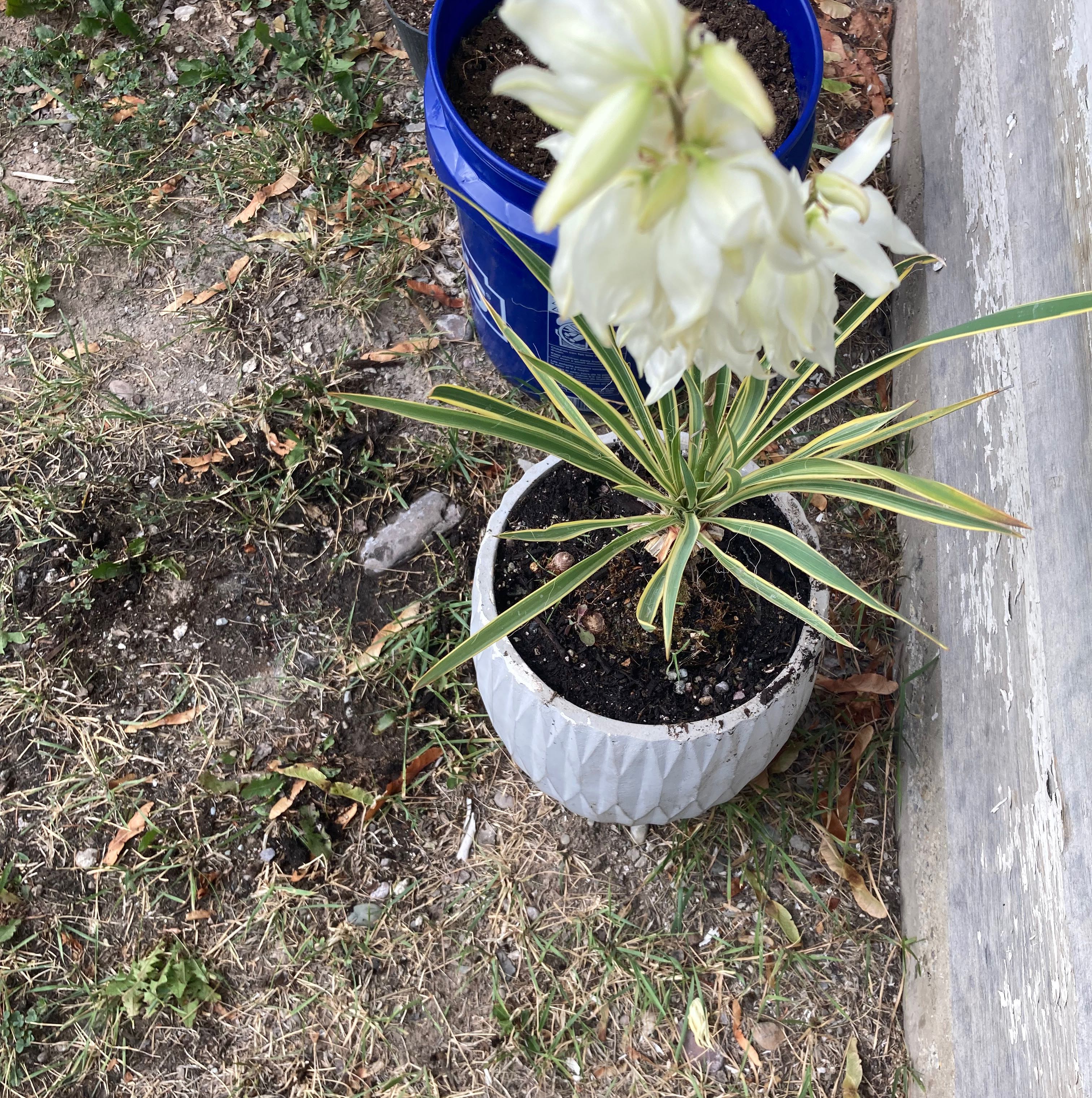 Why Are There Black Spots on My Adam's Needle Leaves?