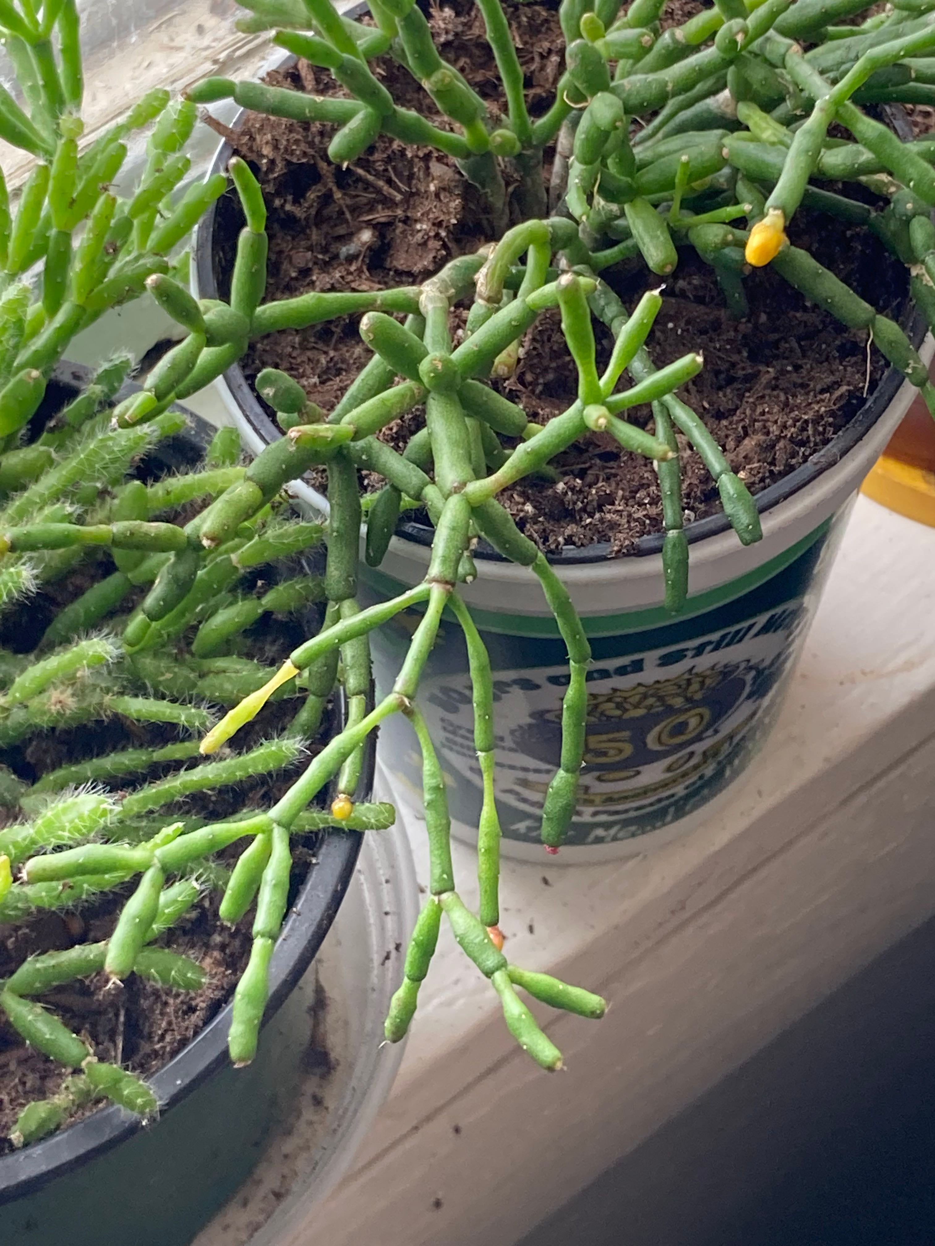The Complete Rhipsalis elliptica Plant Care Guide: Water, Light & Beyond
