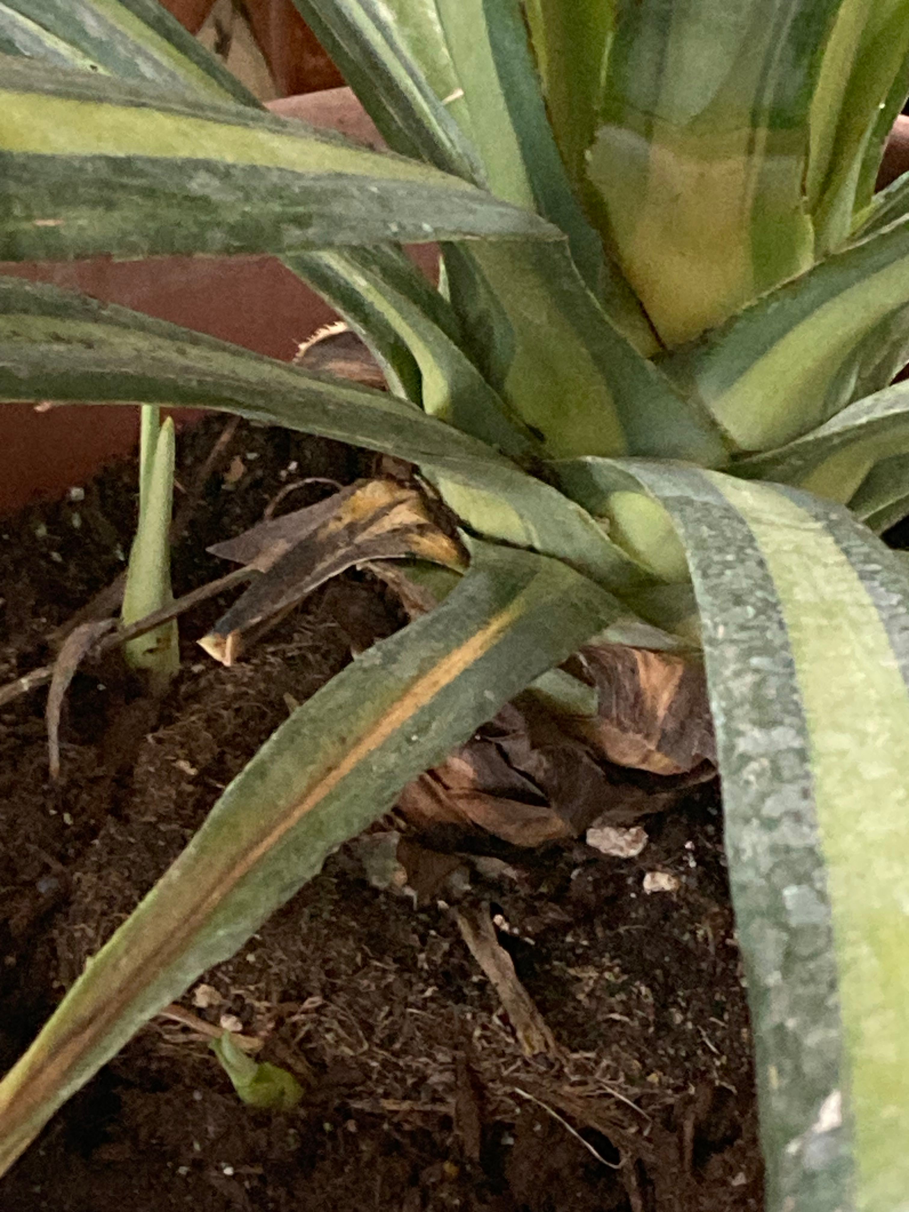 Spanish Dagger Plant Care: Water, Light, Nutrients | Greg App 🌱