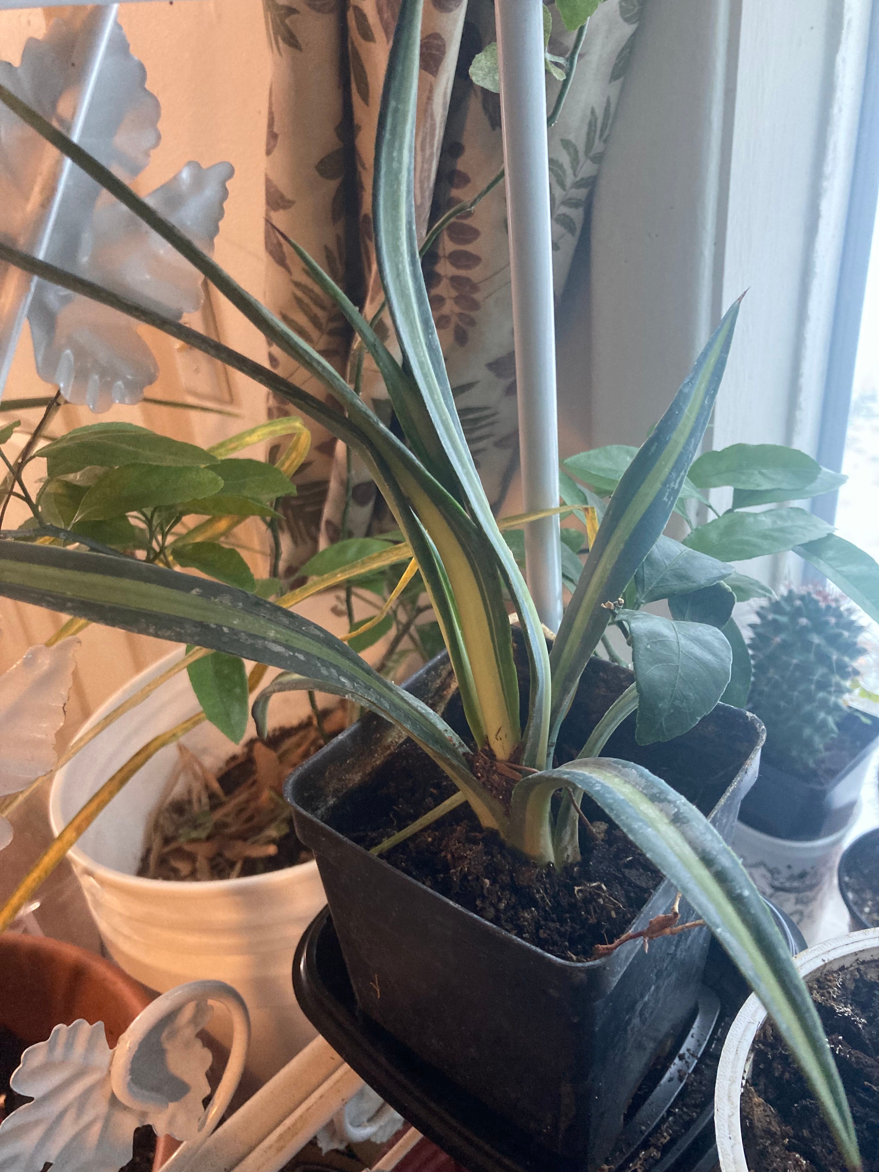 Baseball Cactus Care 101: Water, Light & Growing Tips