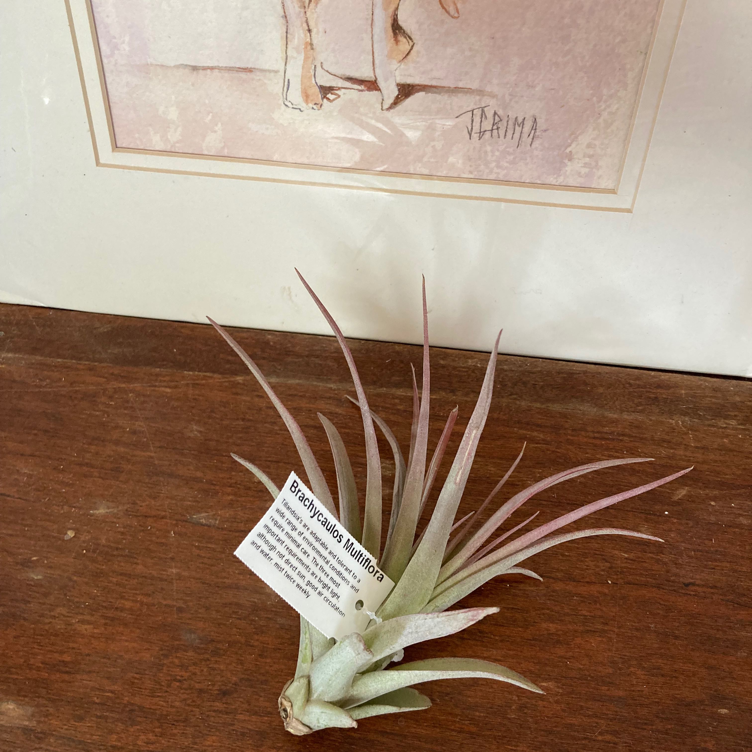 How to Care for Tillandsia brachycaulos var. multiflora: Mastering ...
