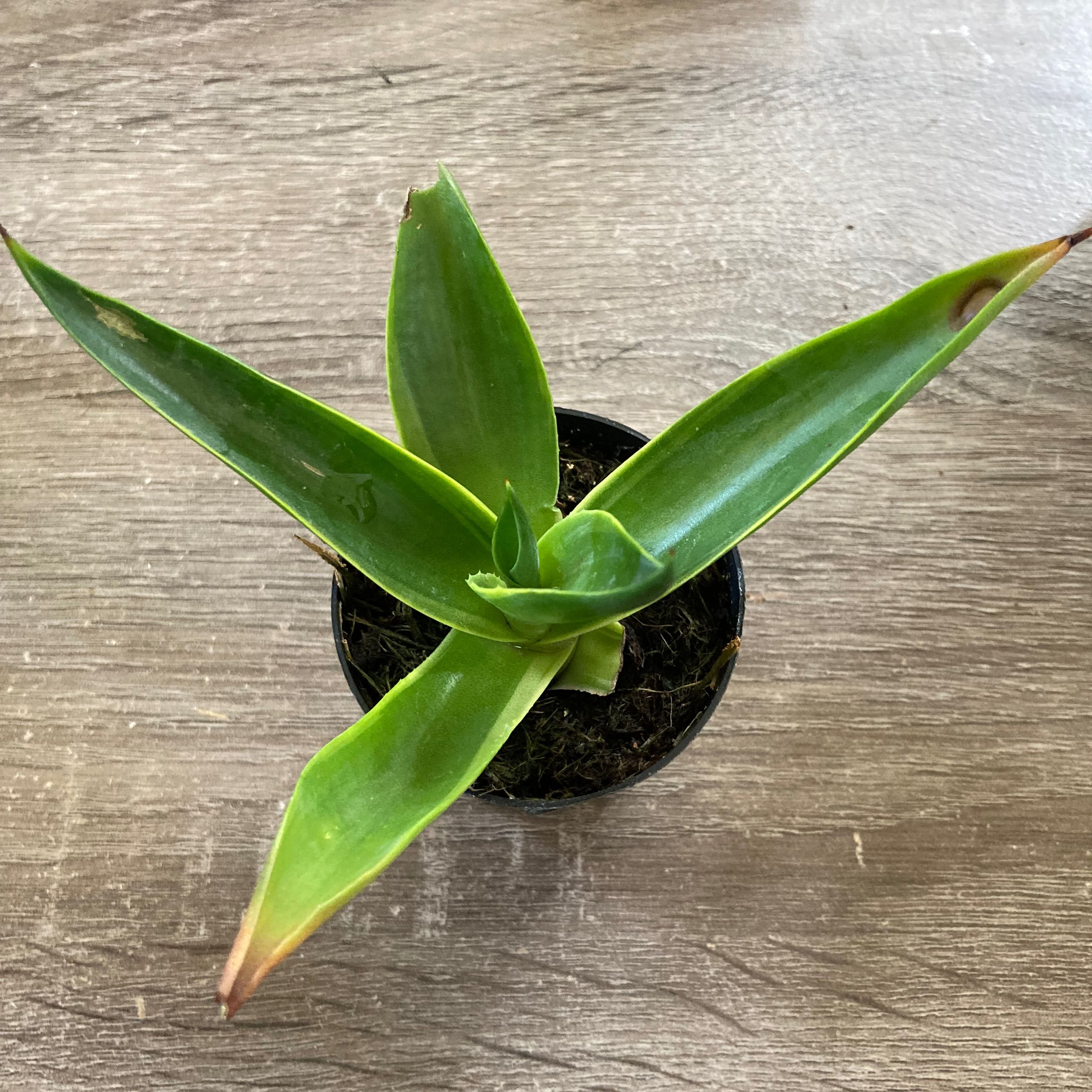 Brown Spots On Agave Demeesteriana 'variegata' Leaves