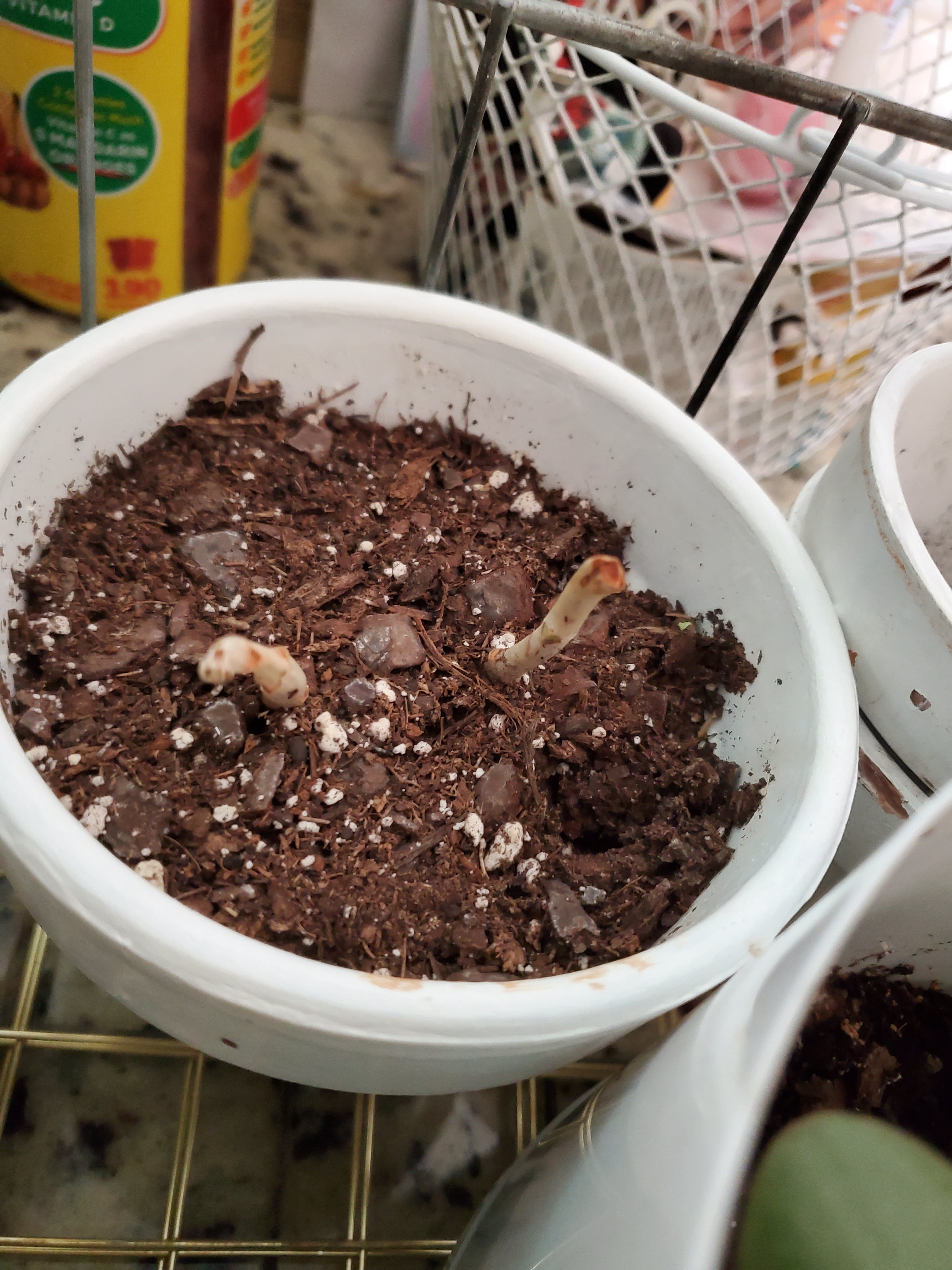 Black Spots on My Copper Spoons Leaves