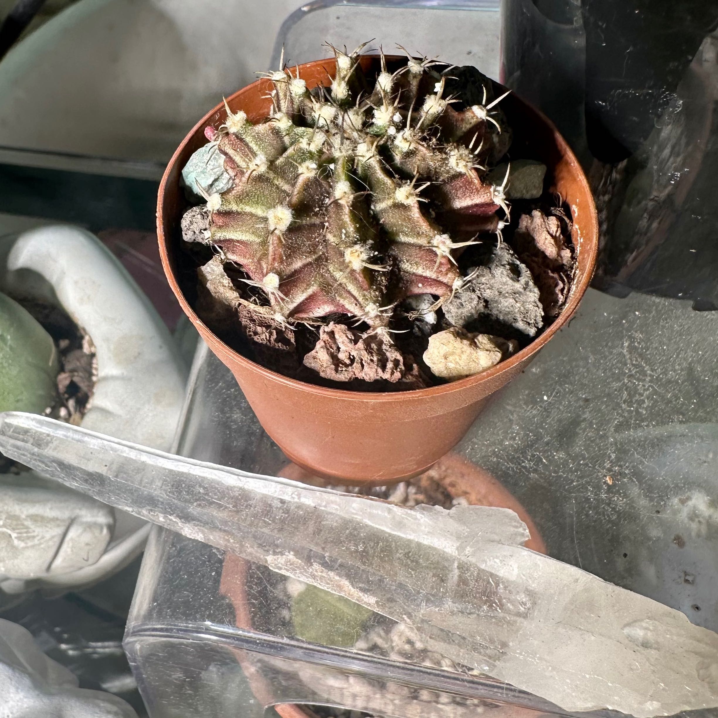 🐛 What To Do About Bugs on My Gymnocalycium stenopleurum?