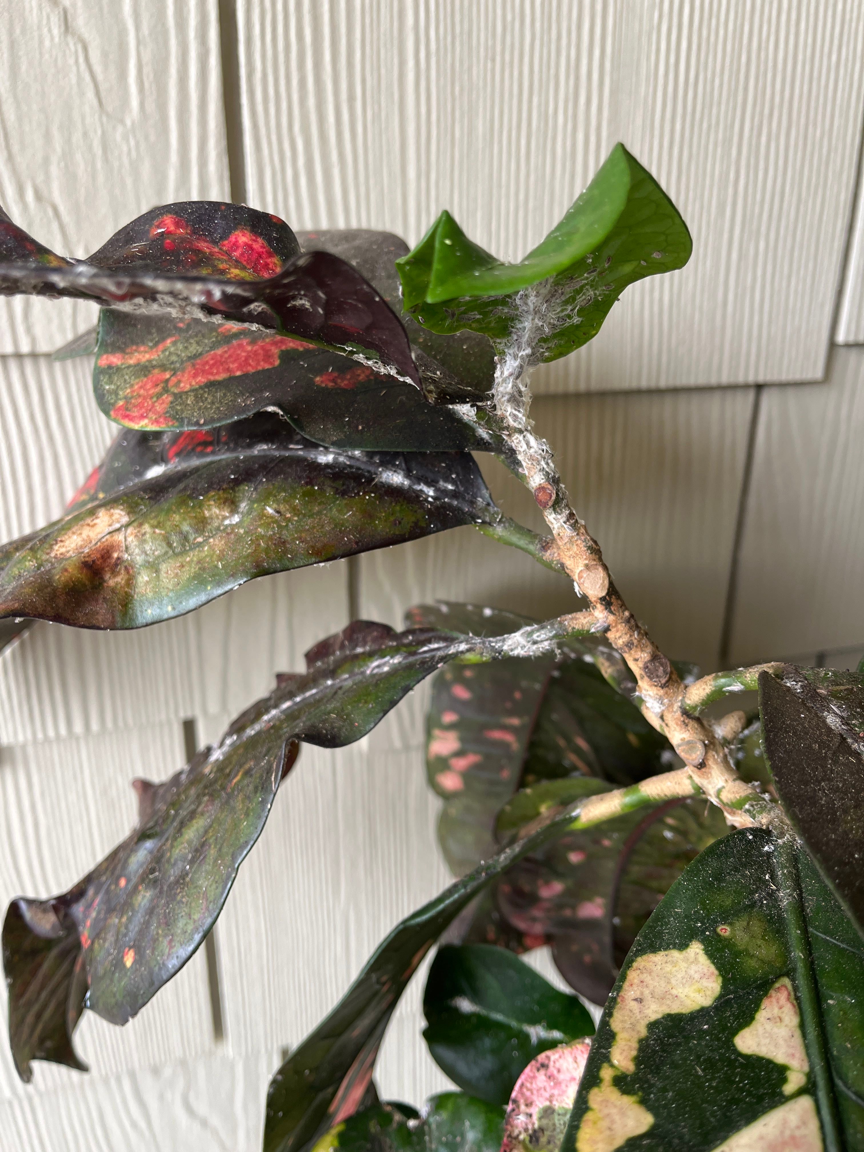 The Complete Gold Dust Croton Plant Care Guide: Water, Light & Beyond