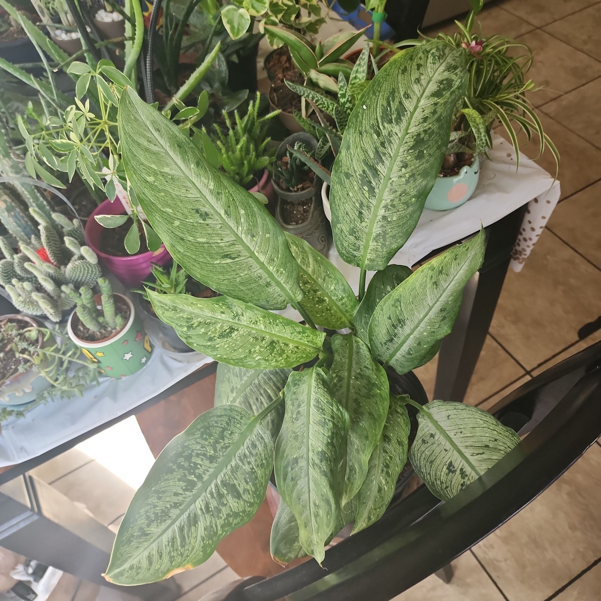Why Are My Dieffenbachia maculata 'Tiki' Leaves Mushy?