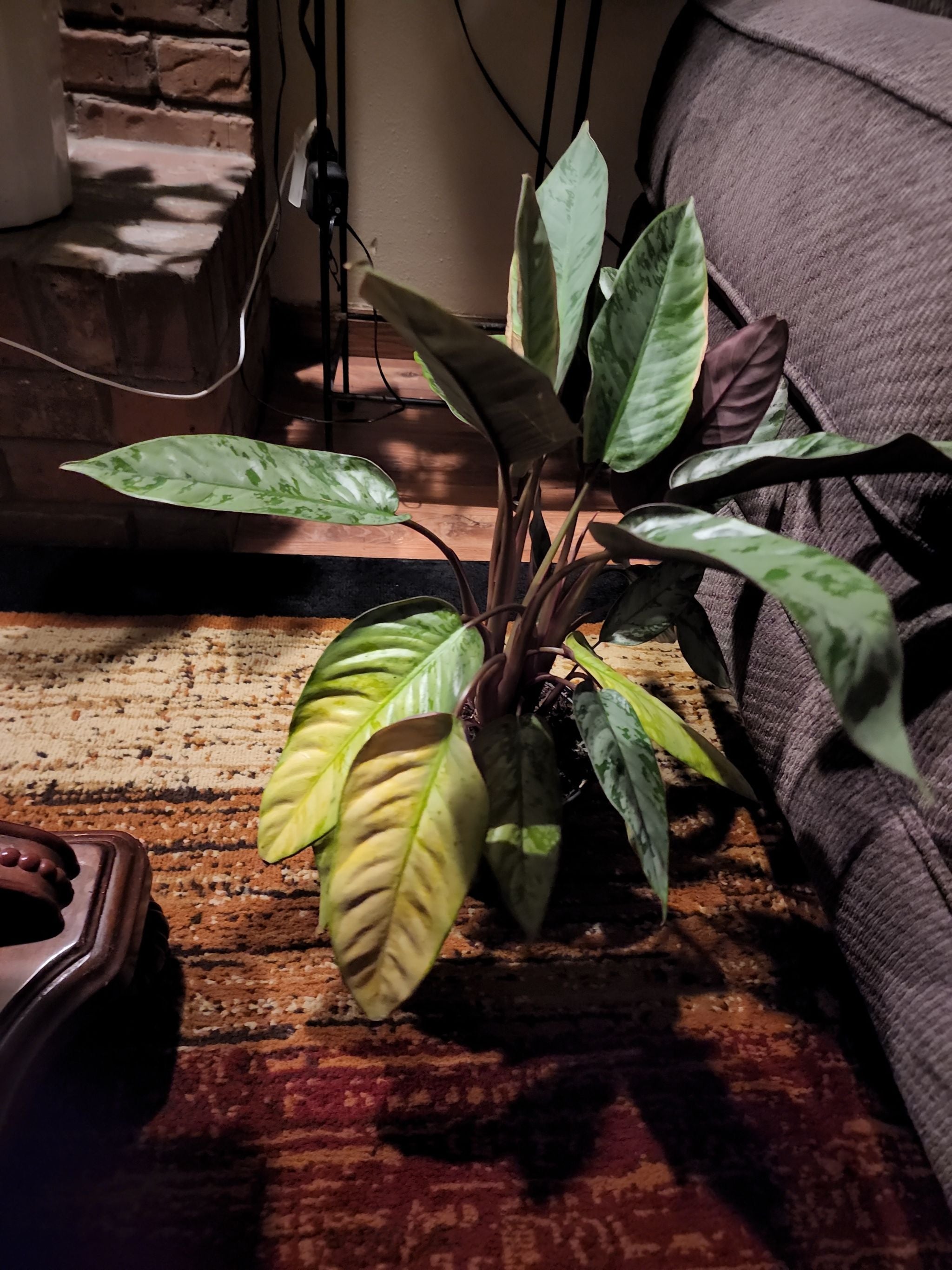 Apoballis Red Sword: How Much Water & Light Does it Need to Thrive?