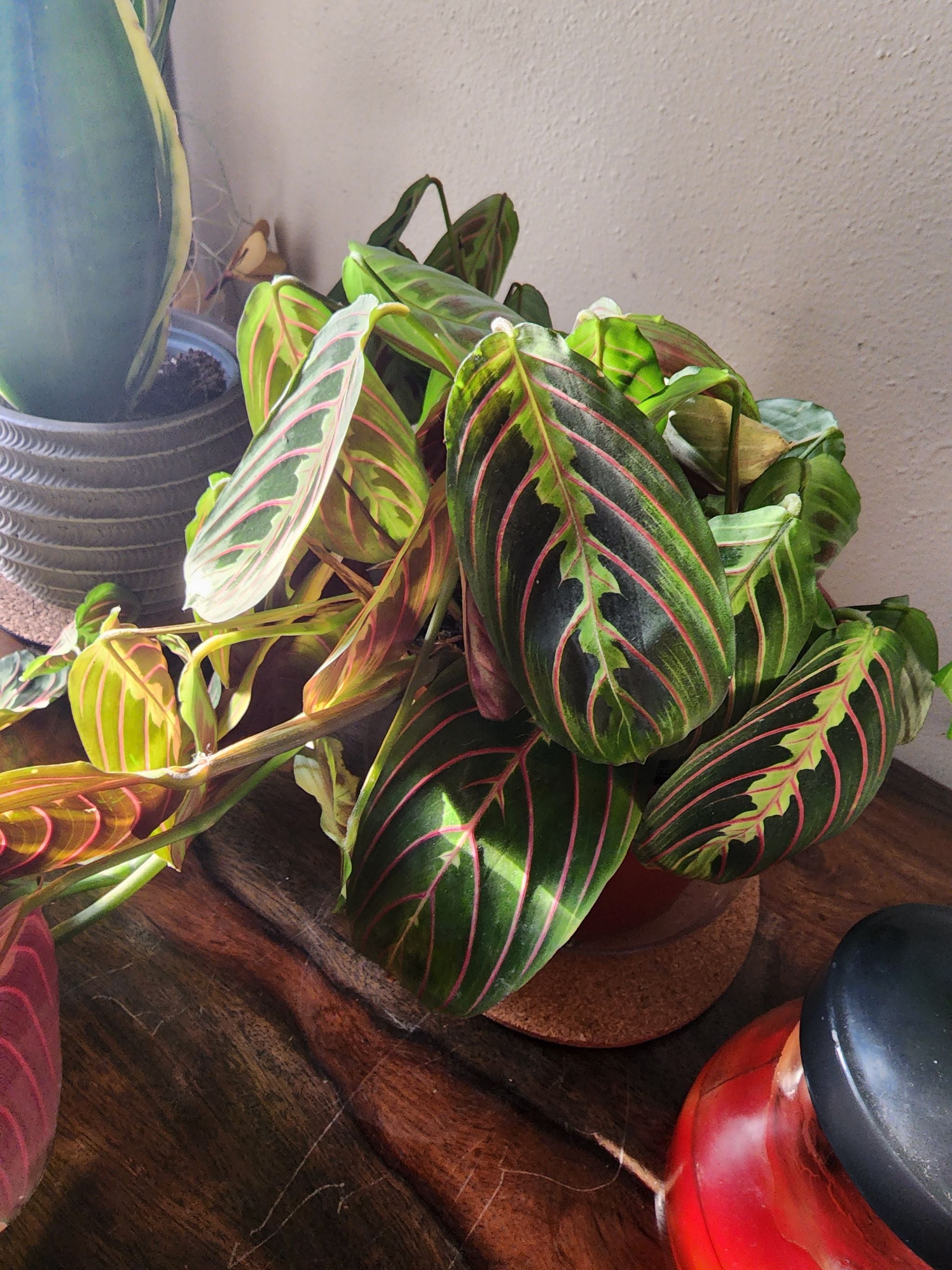 Red Prayer Plant Care 101: Water, Light & Growing Tips