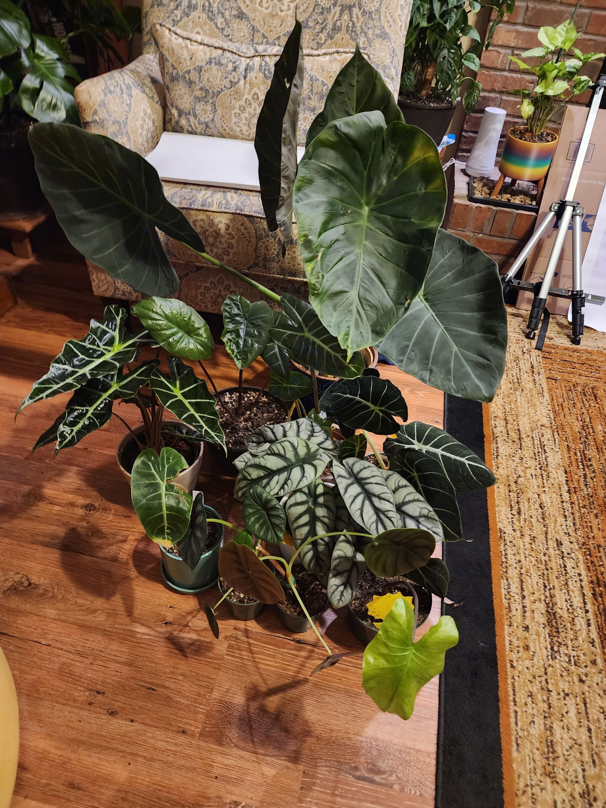 The Complete Alocasia 'Regal Shields' Plant Care Guide: Water, Light ...