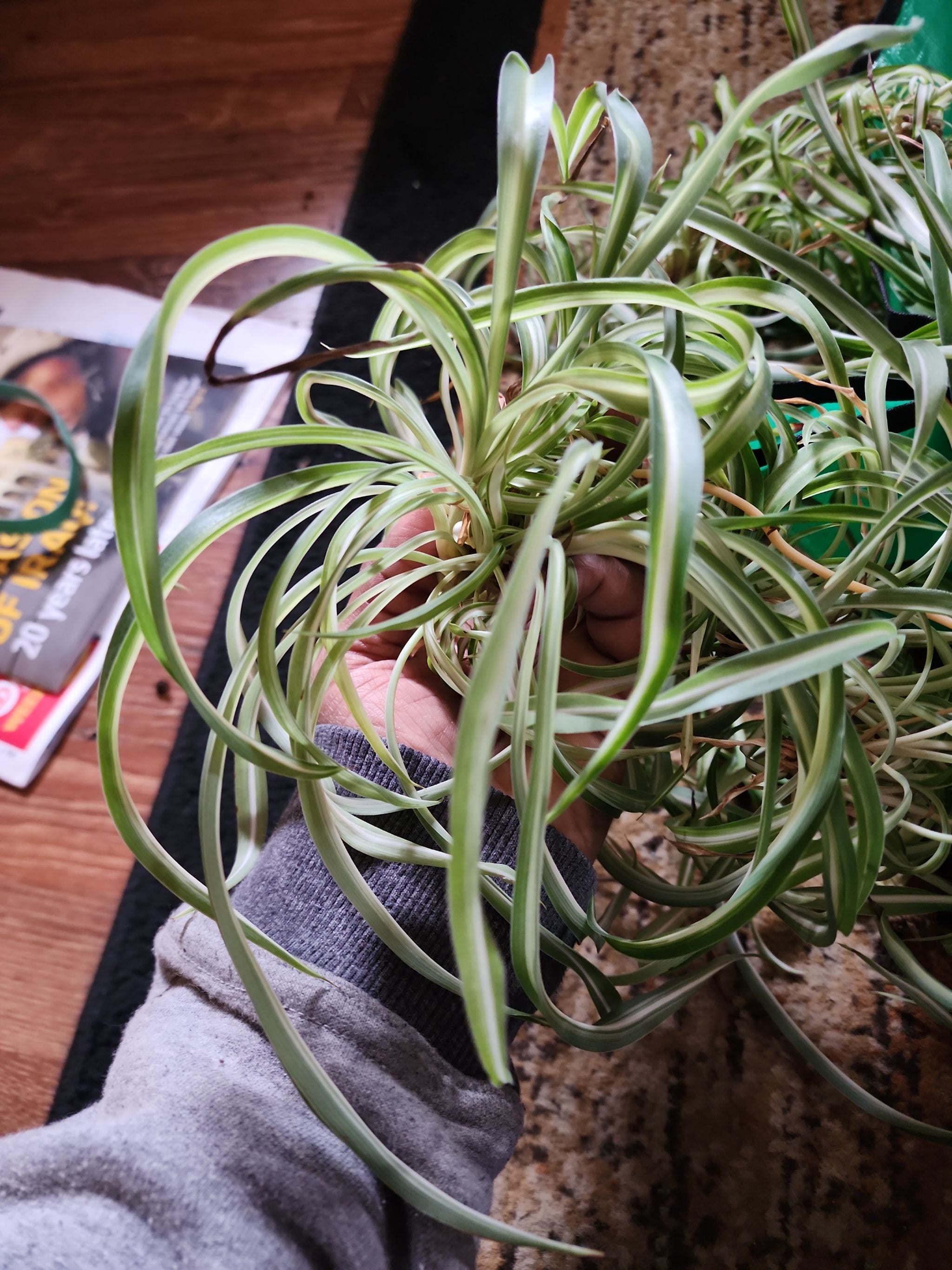 Curly Spider Plant Plant Care: Water, Light, Nutrients | Greg App 🌱