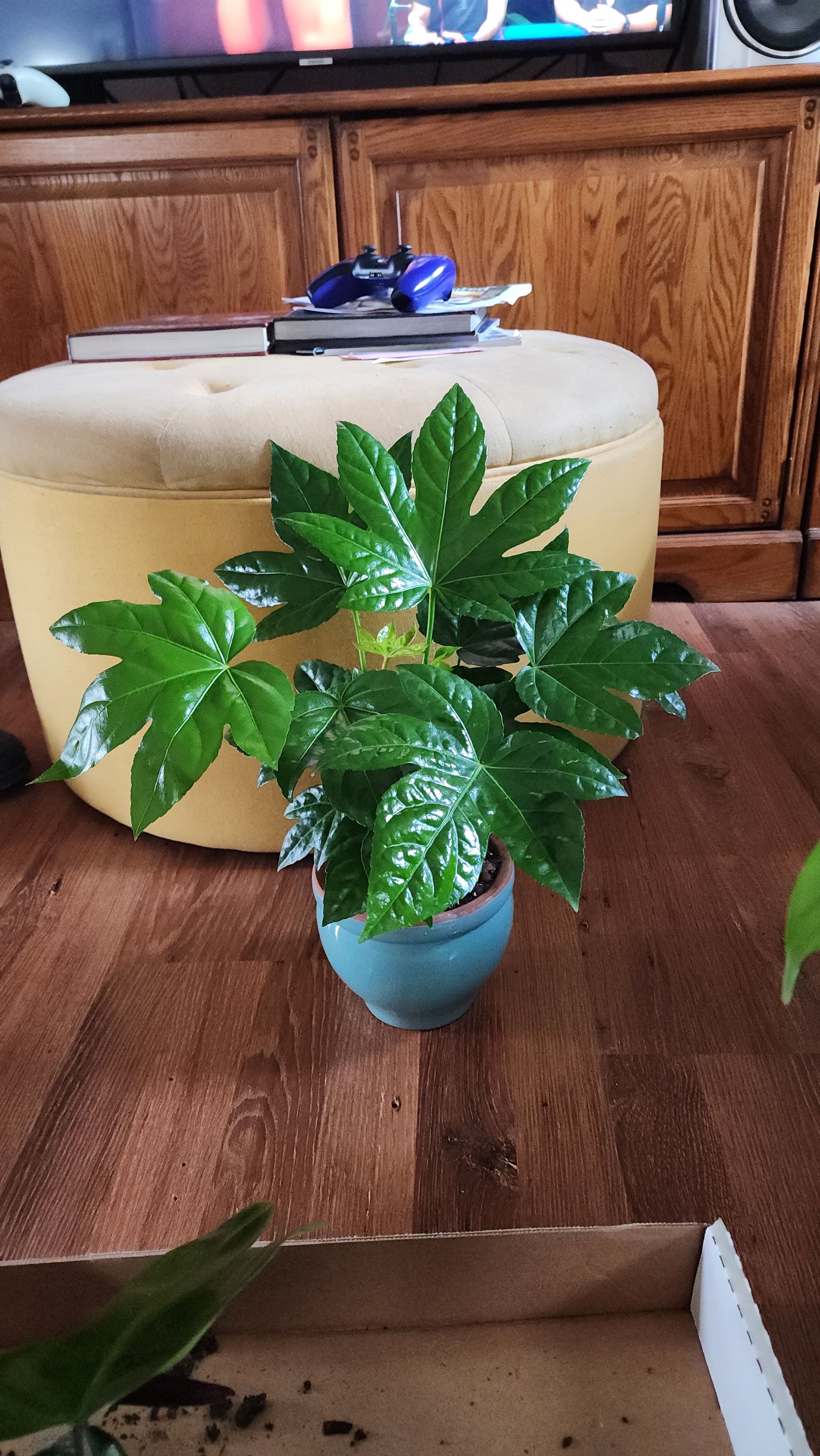 Fatsia Japonica Spider Web Plant Care: Water, Light, Nutrients | Greg App 🌱