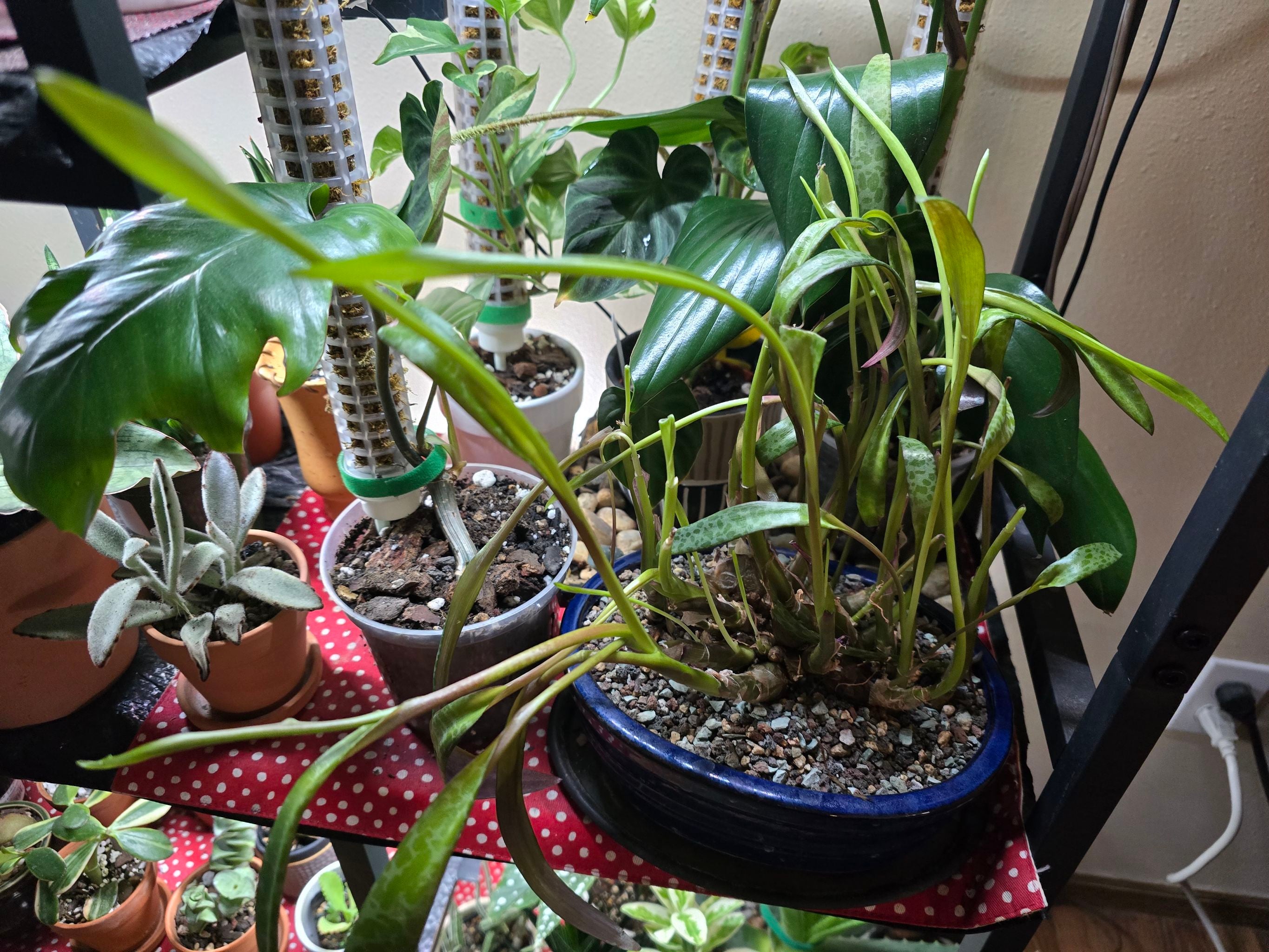 How to Care for Silver Squill: Mastering Water, Sunlight & More