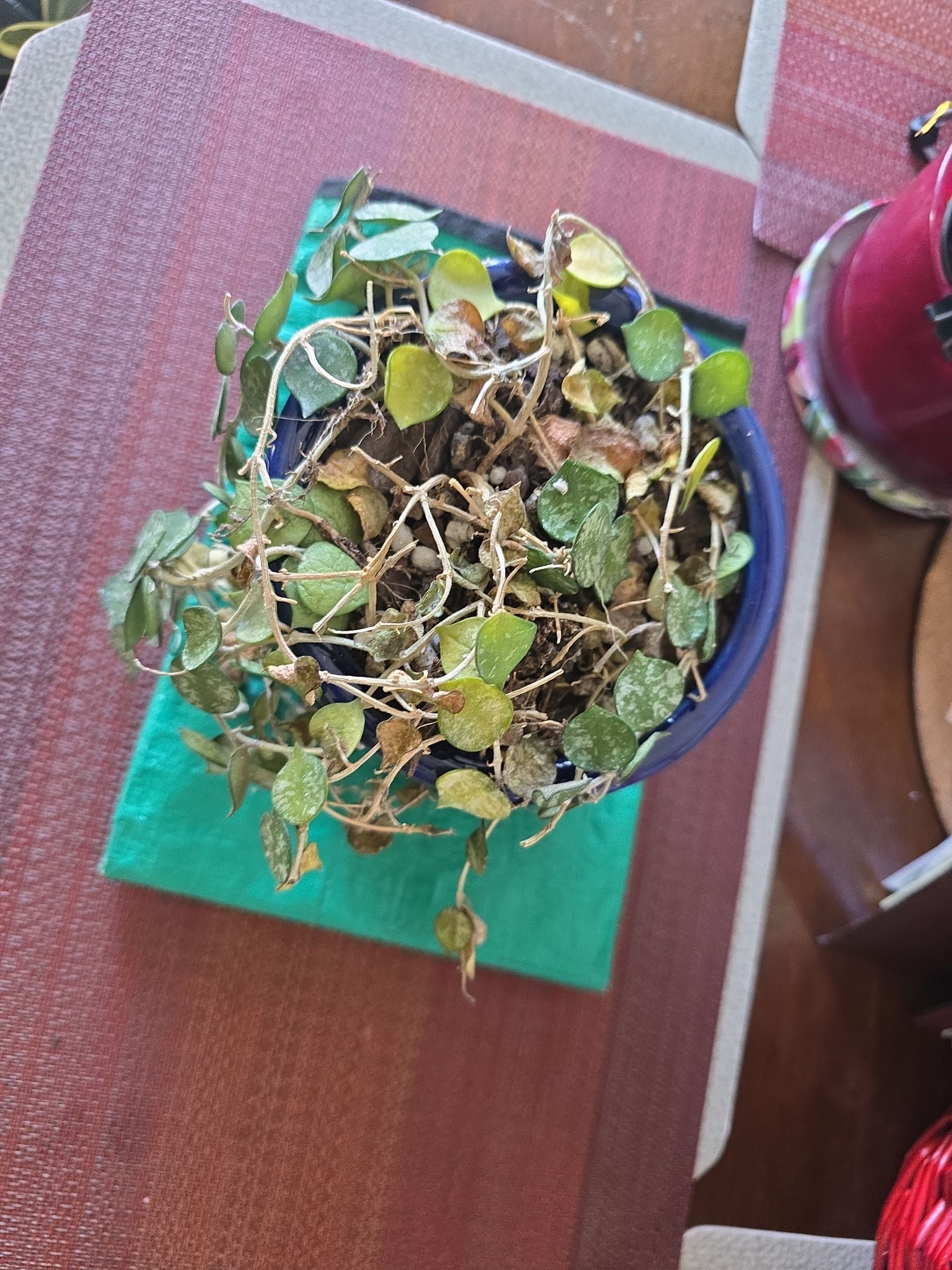 Keep Your Hoya 'Chouke' Alive: Light, Water & Care Instructions