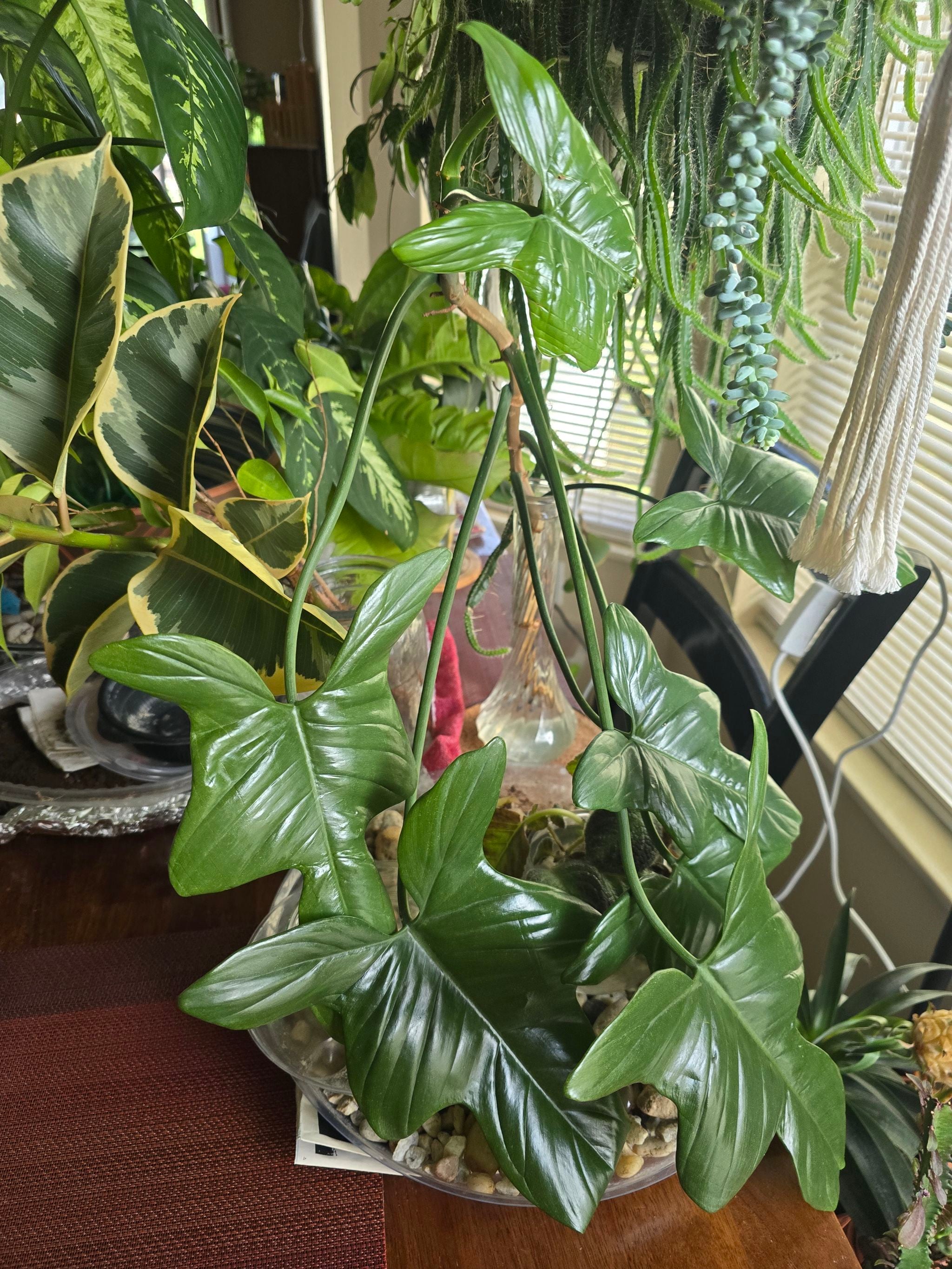 Philodendron Splendid Plant Care: Water, Light, Nutrients | Greg App 🌱