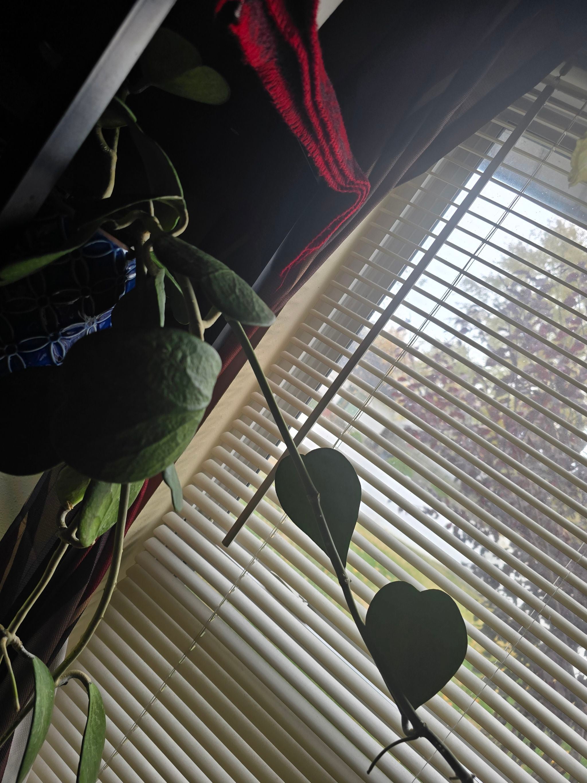 Hoya sp. Aceh 'Dragon Egg'\ Plant Care: Water, Light, Nutrients | Greg ...