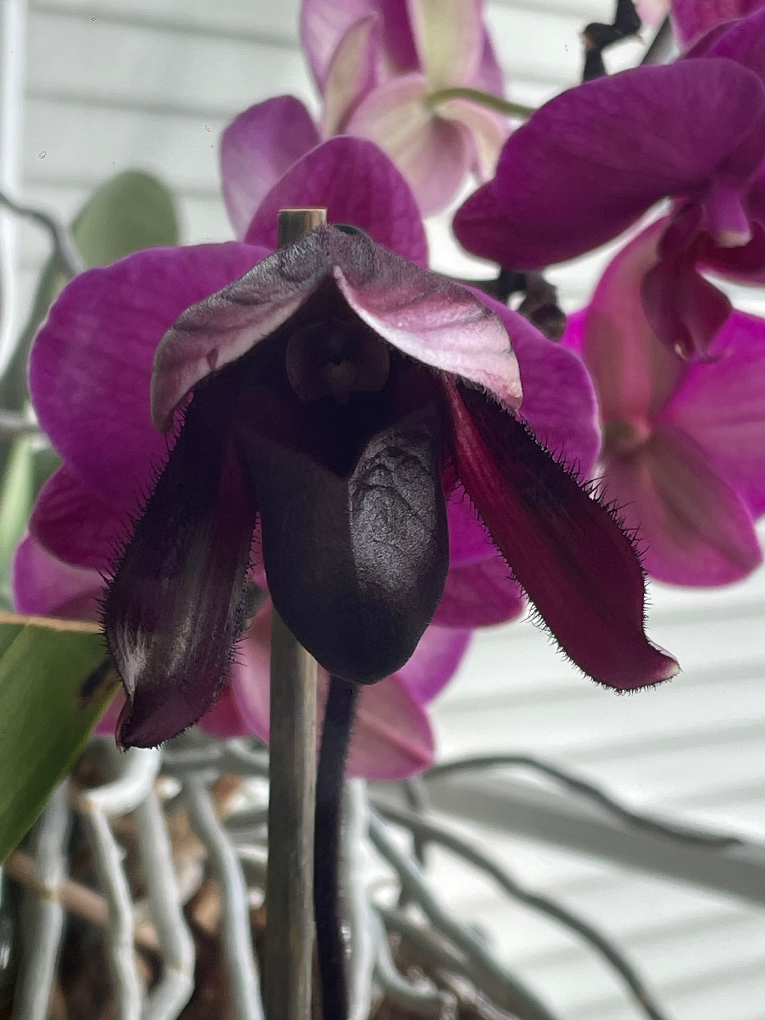 What is a Paphiopedilum 'Niobe'? Complete Guide 🌸