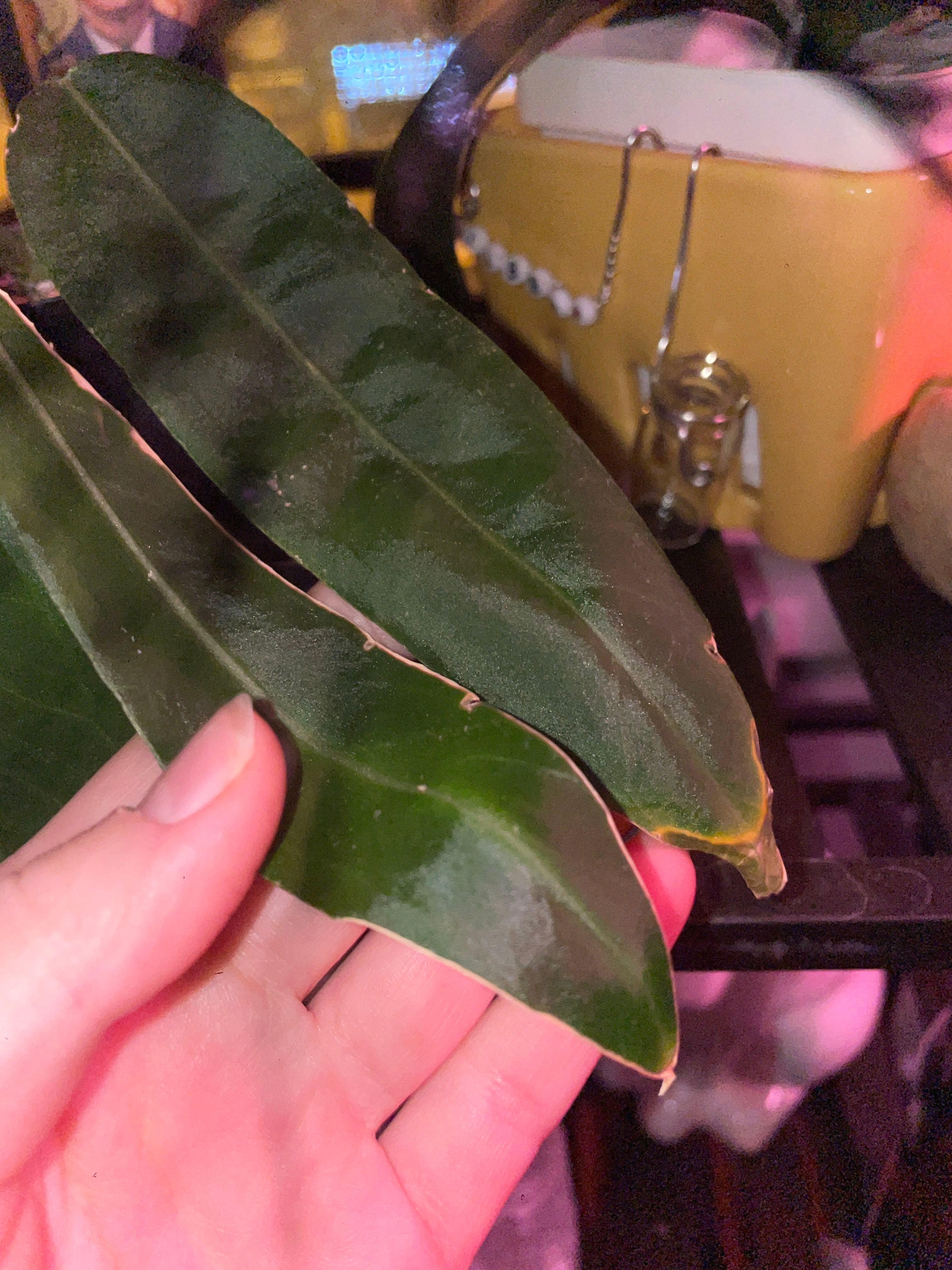 🌸 8 Tips for Fixing Flower Problems in Anthurium