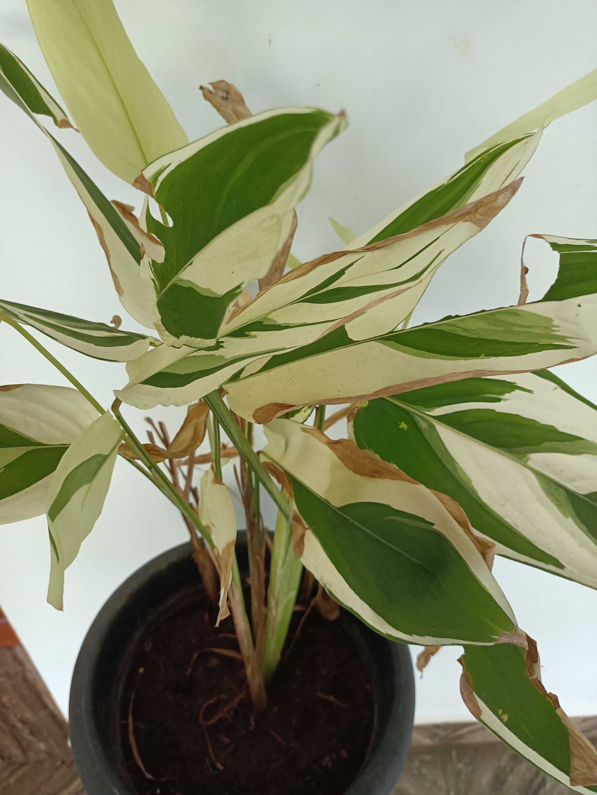 Keep Your Arrowroot Alive: Light, Water & Care Instructions