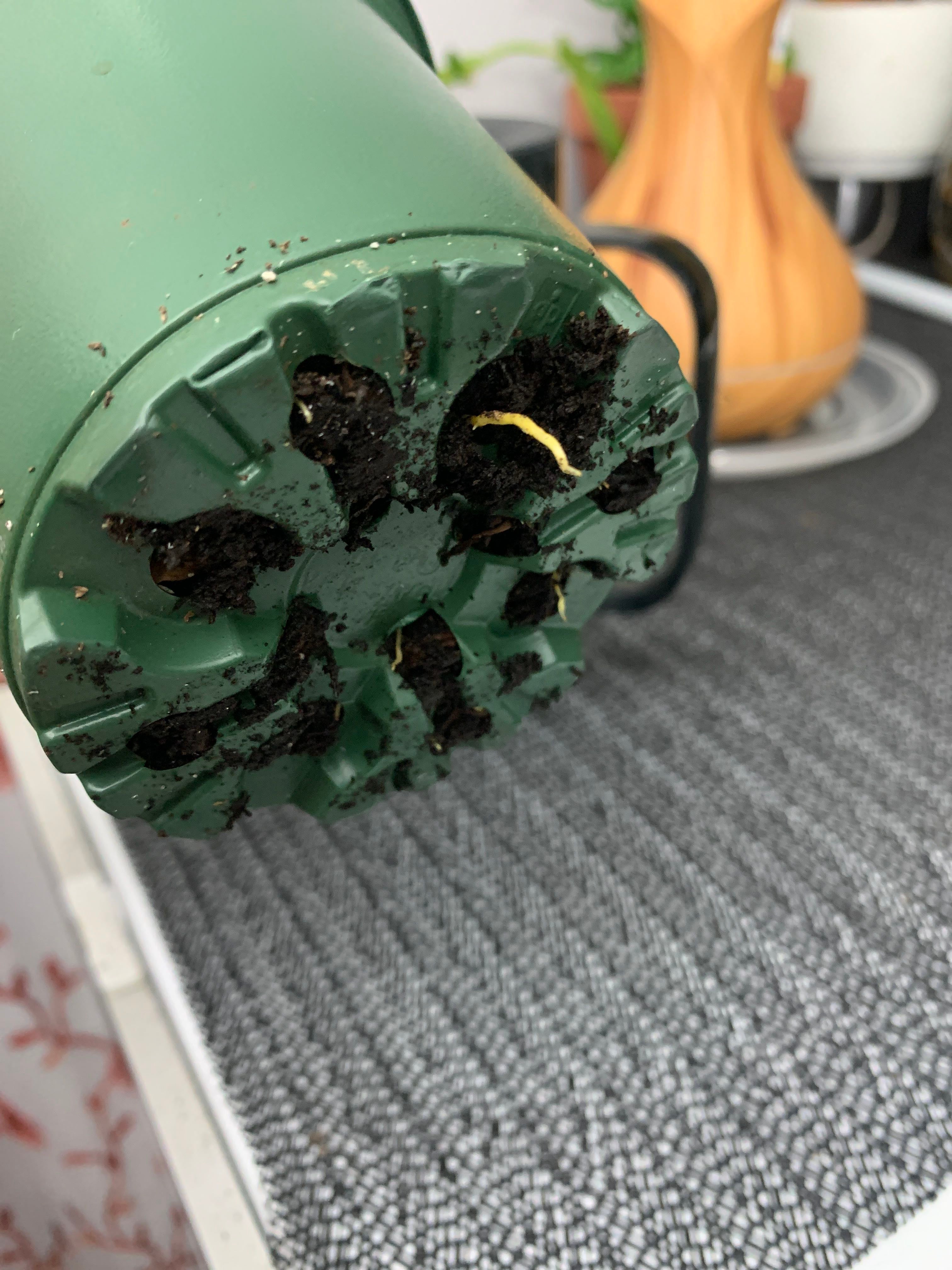 7 Tips for Fixing Flower Problems in Artocarpus