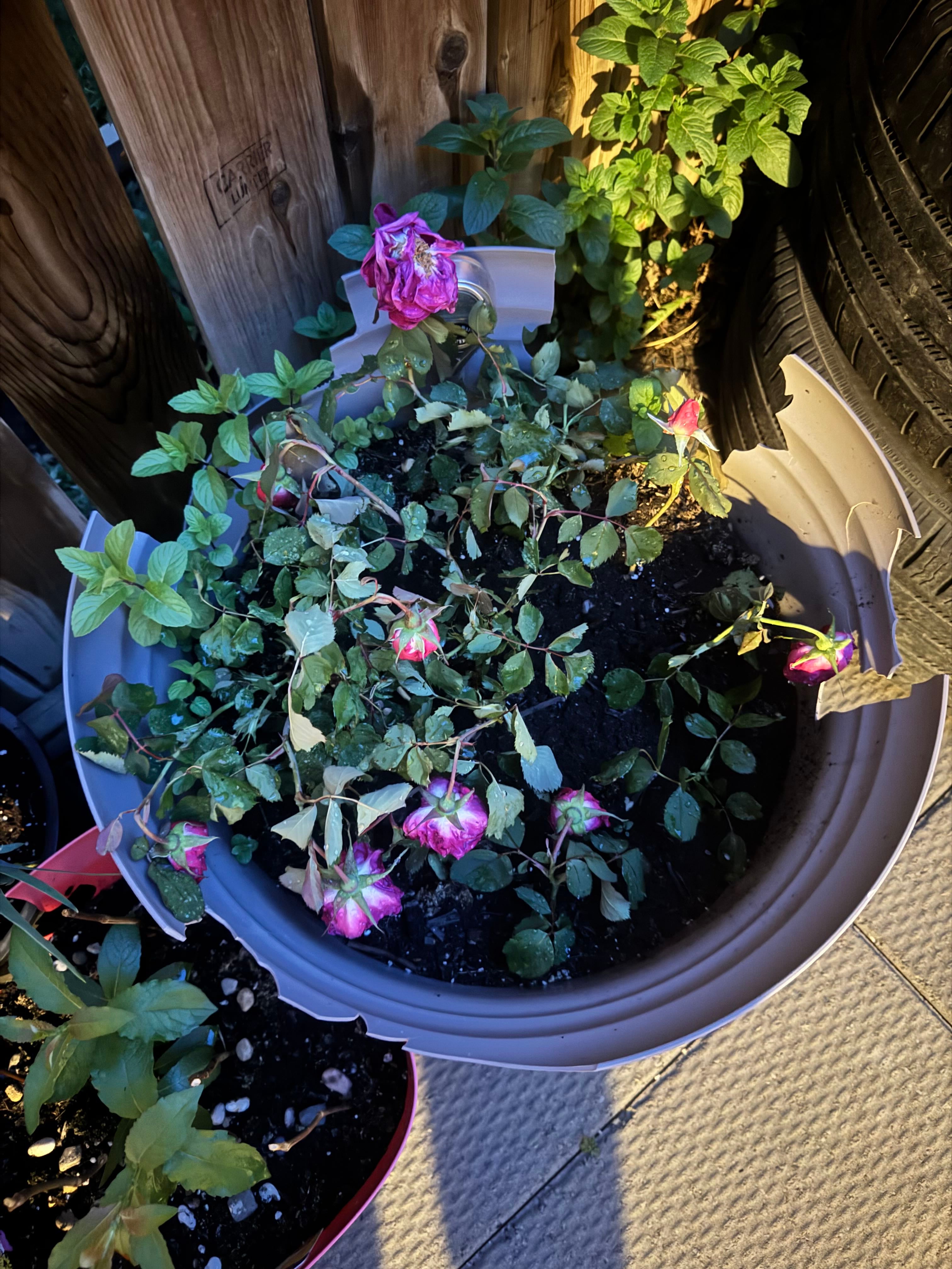 Best Tips for Propagating Wild Rose 🌹