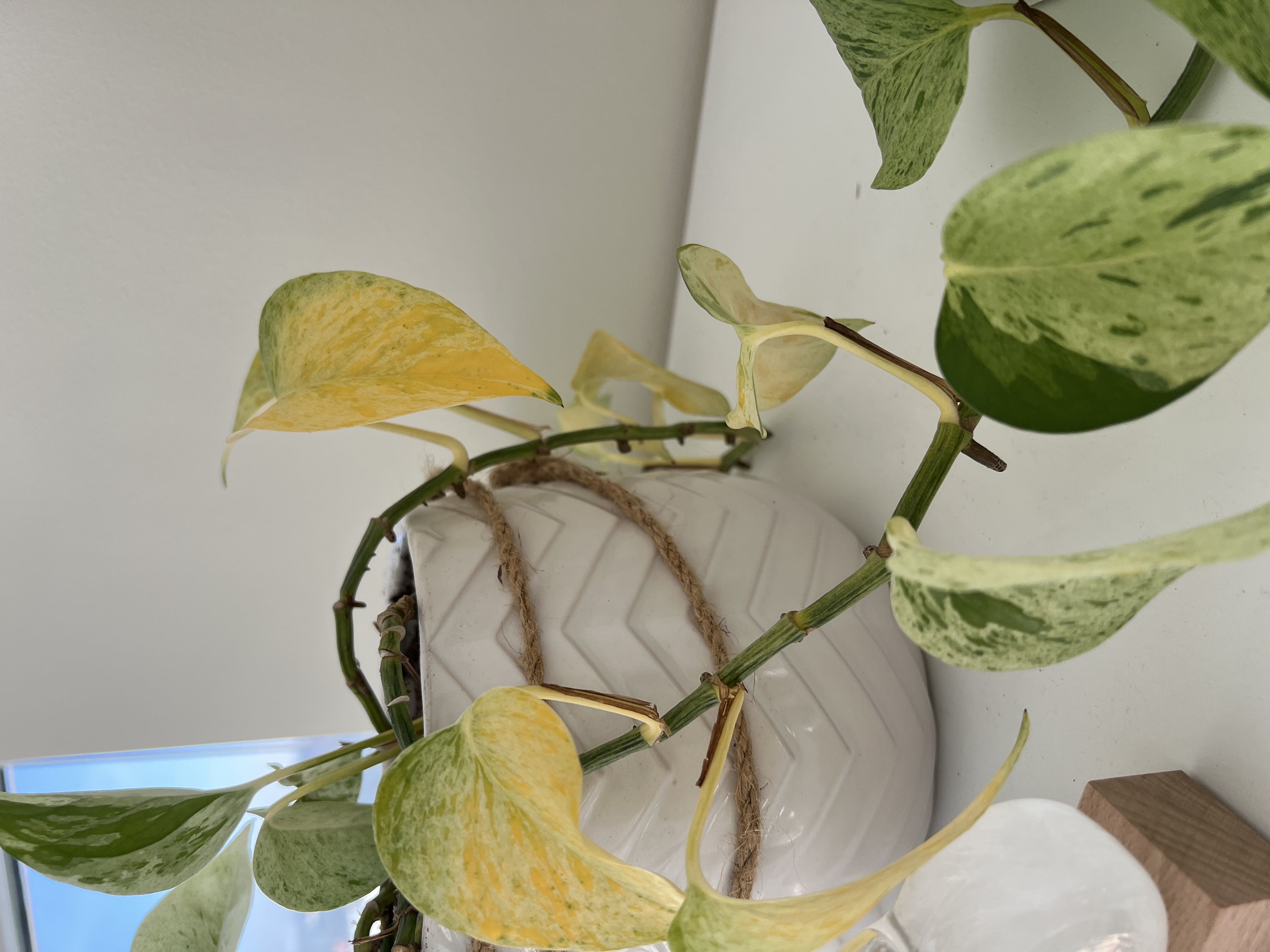 Golden Pothos Turning Yellow