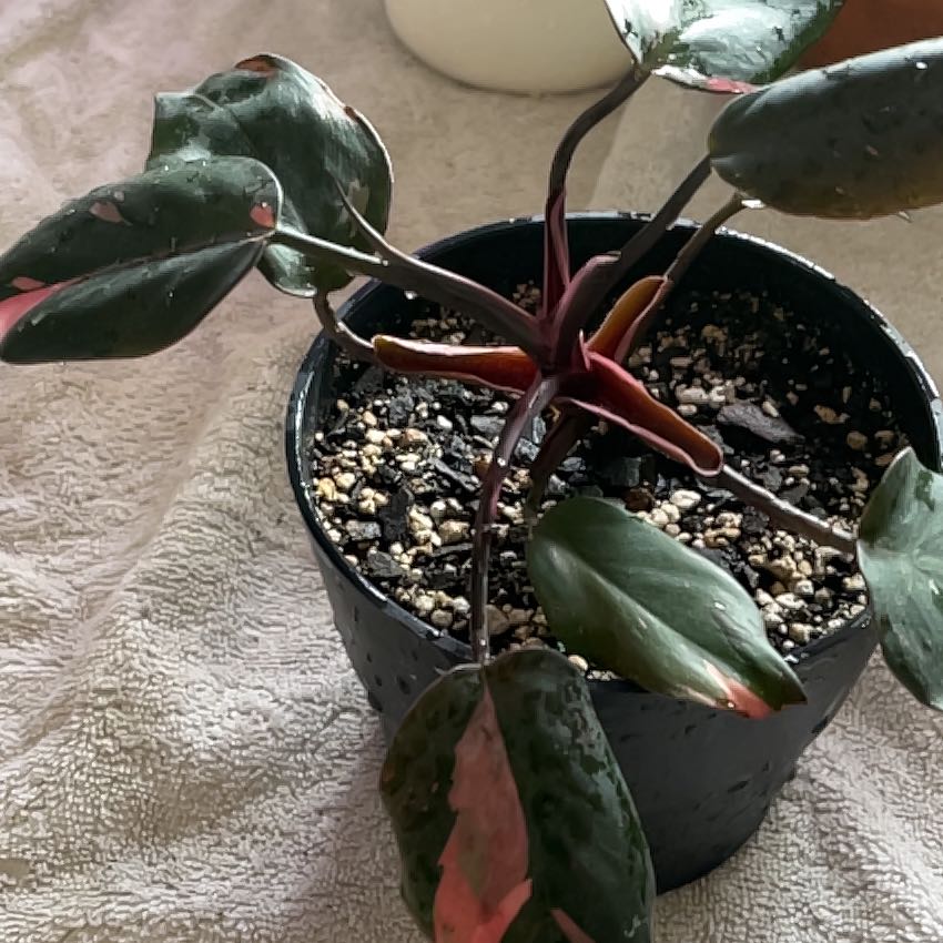 Nemo | A plant by @ArtisteBroccoli on Greg