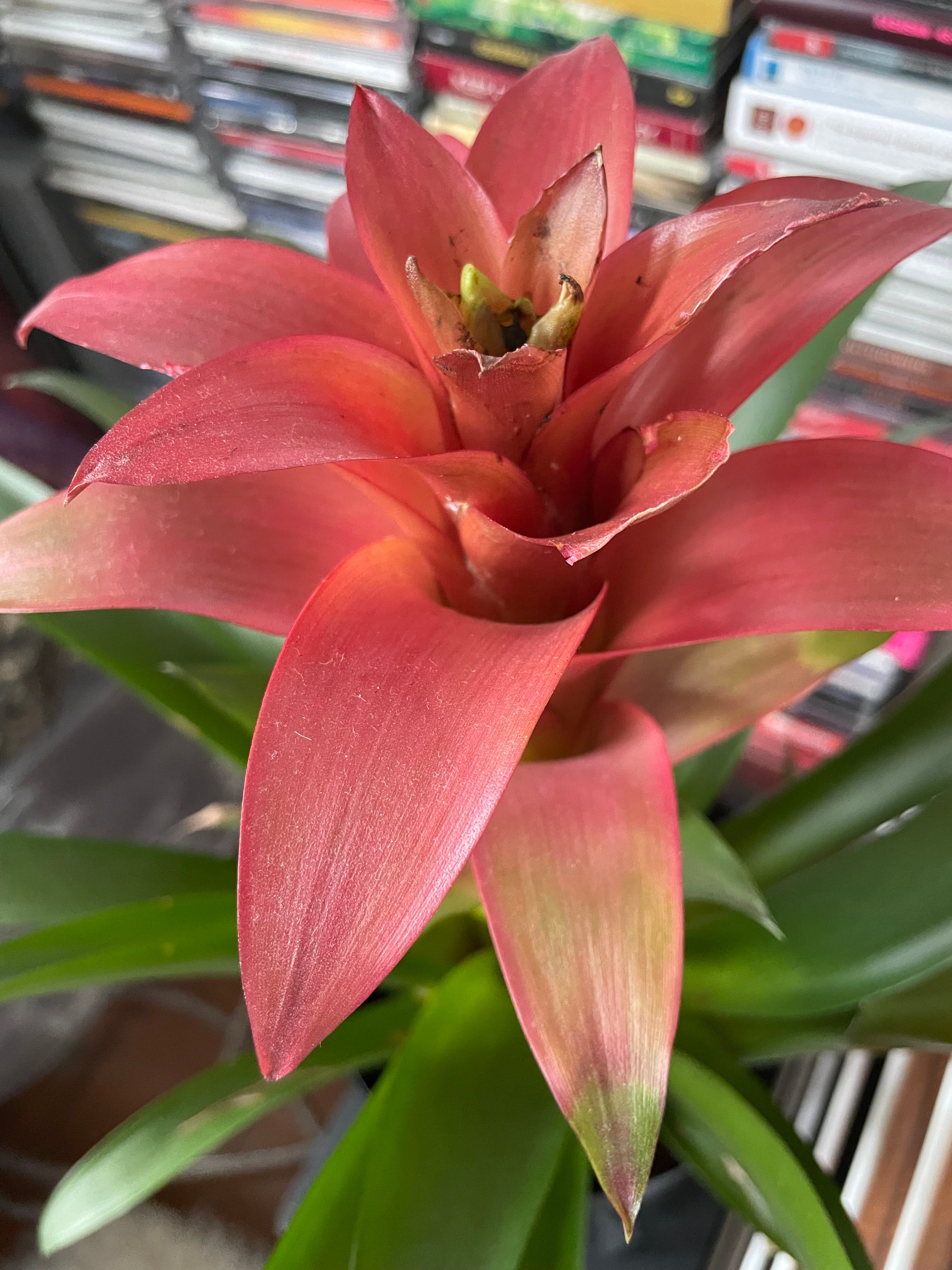 ⭐ Ultimate Guide to Scarlet Star Lifecycle