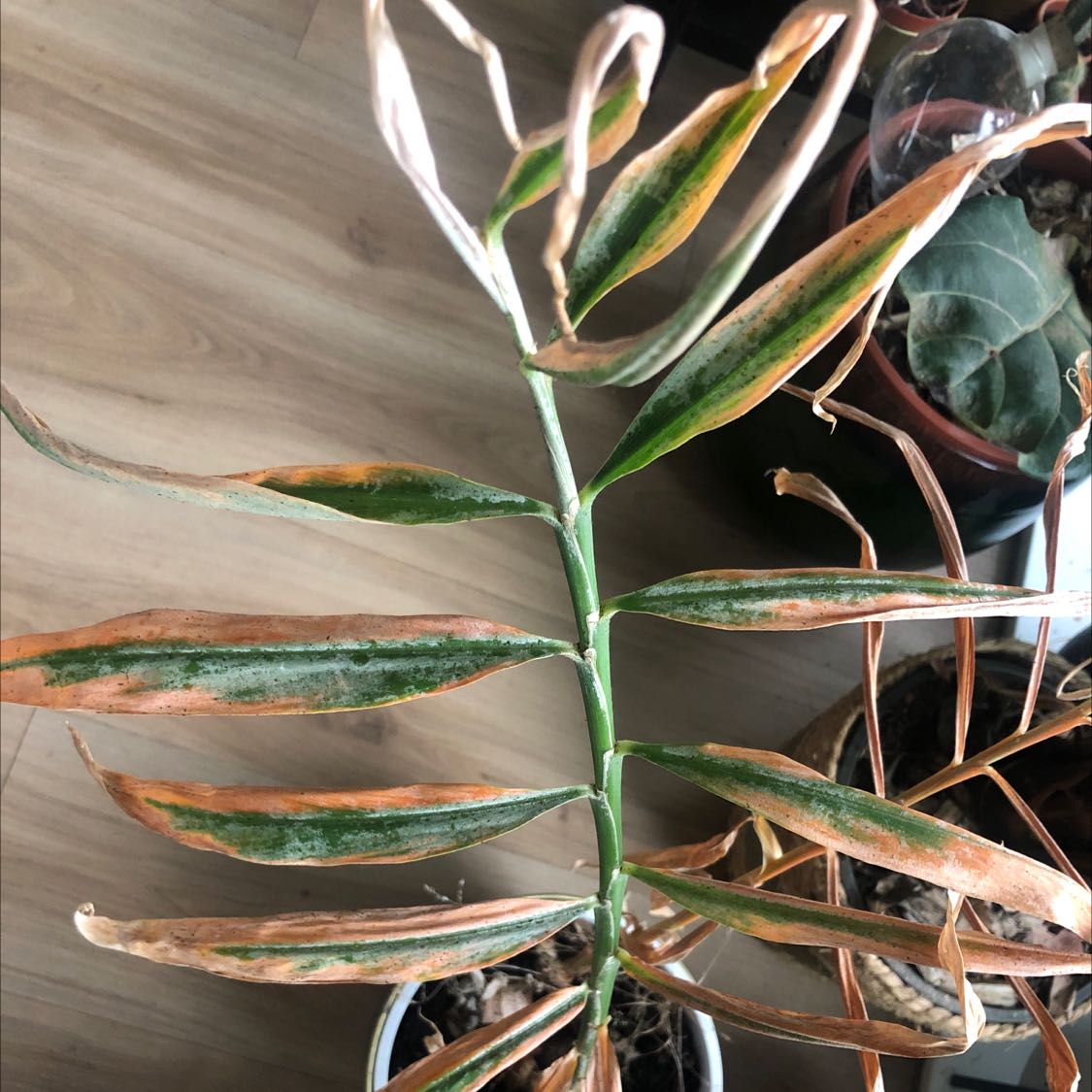 Why Are There Brown Spots on My Ginger Root?