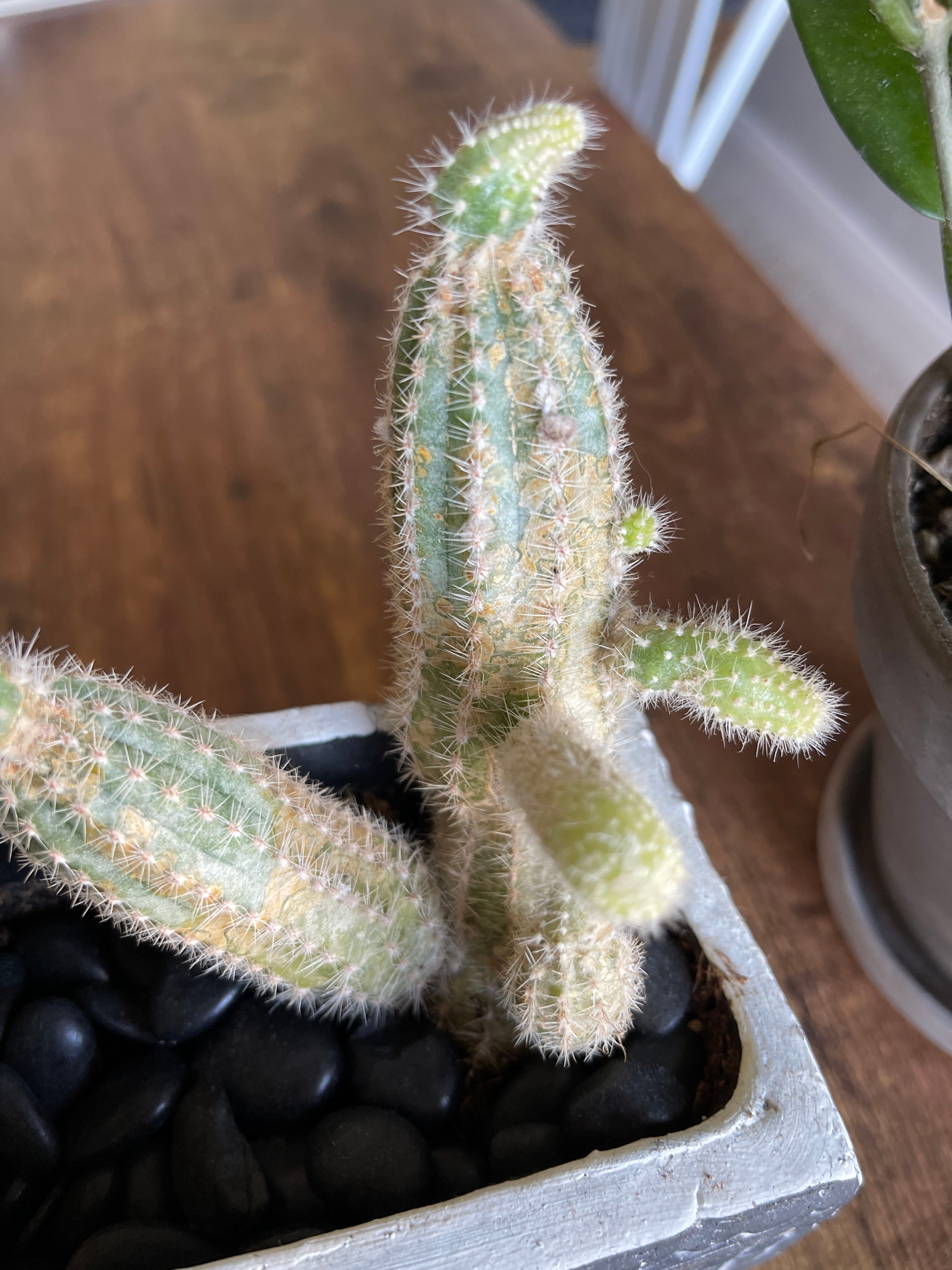 Silver Torch Cactus Care 101: Water, Light & Growing Tips