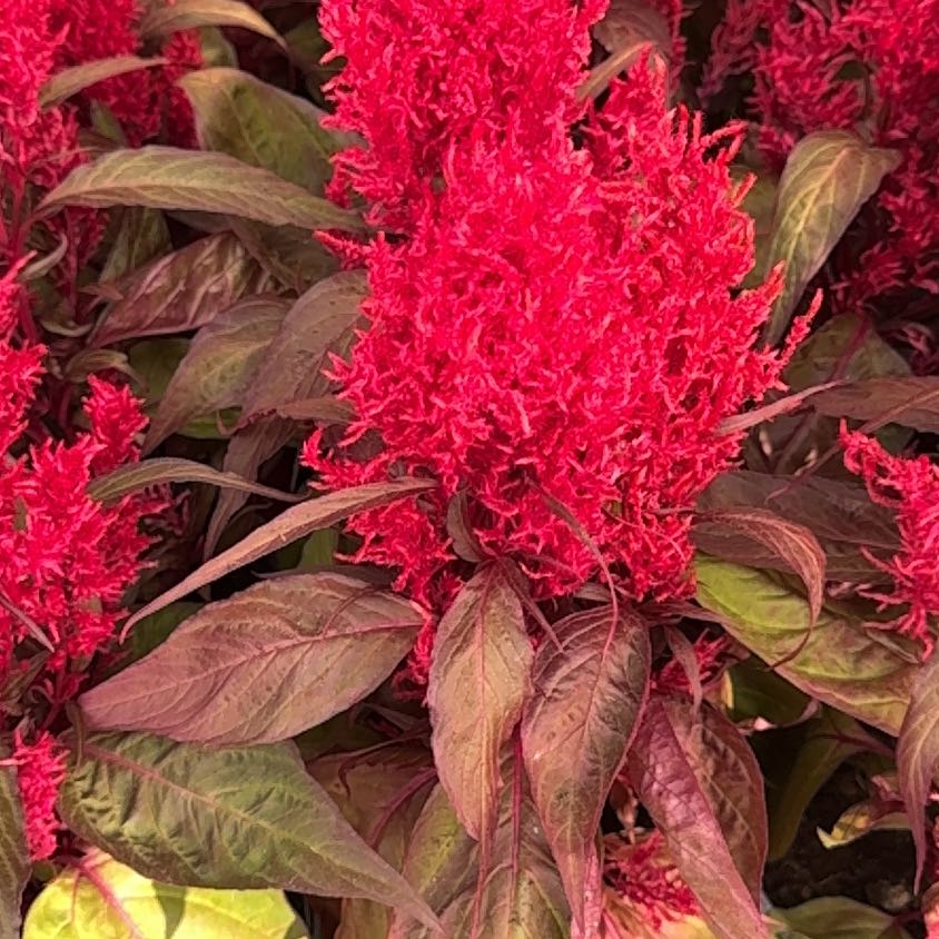 Why Are There Brown Spots on My Mexican Grain Amaranth?