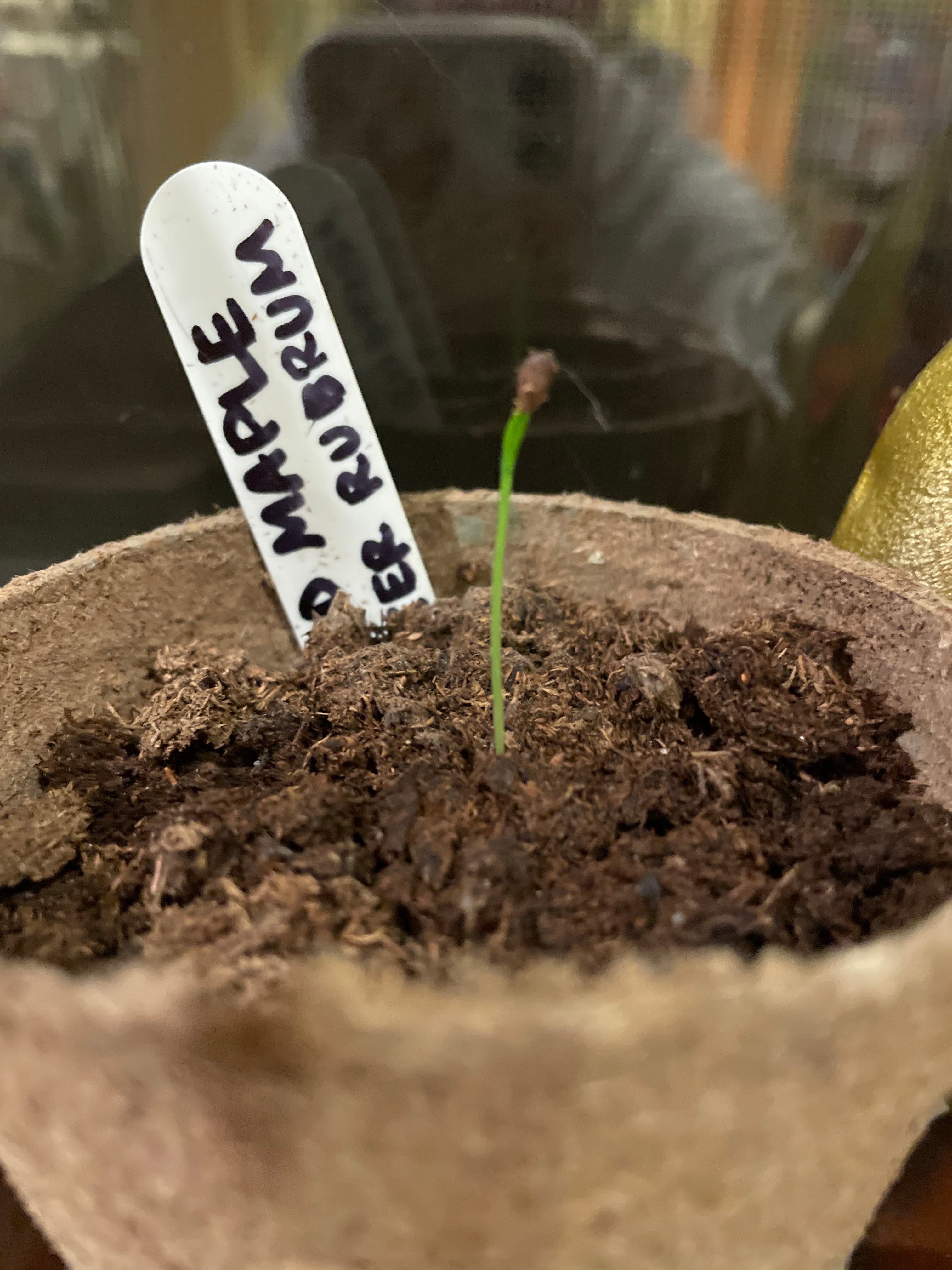 Propagating Your Red Maple: Step-by-Step Guide