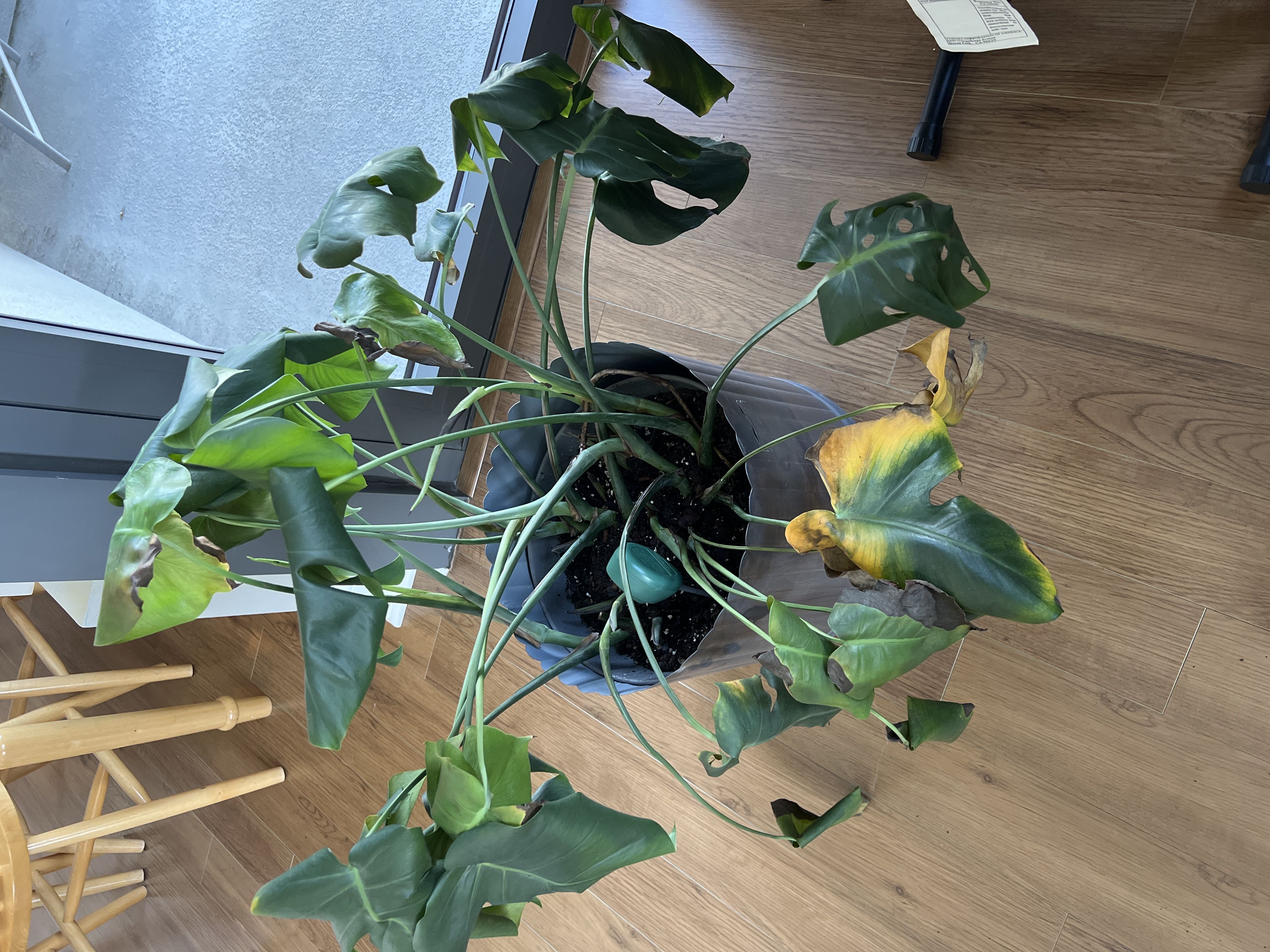 Transplant shock with my Monstera