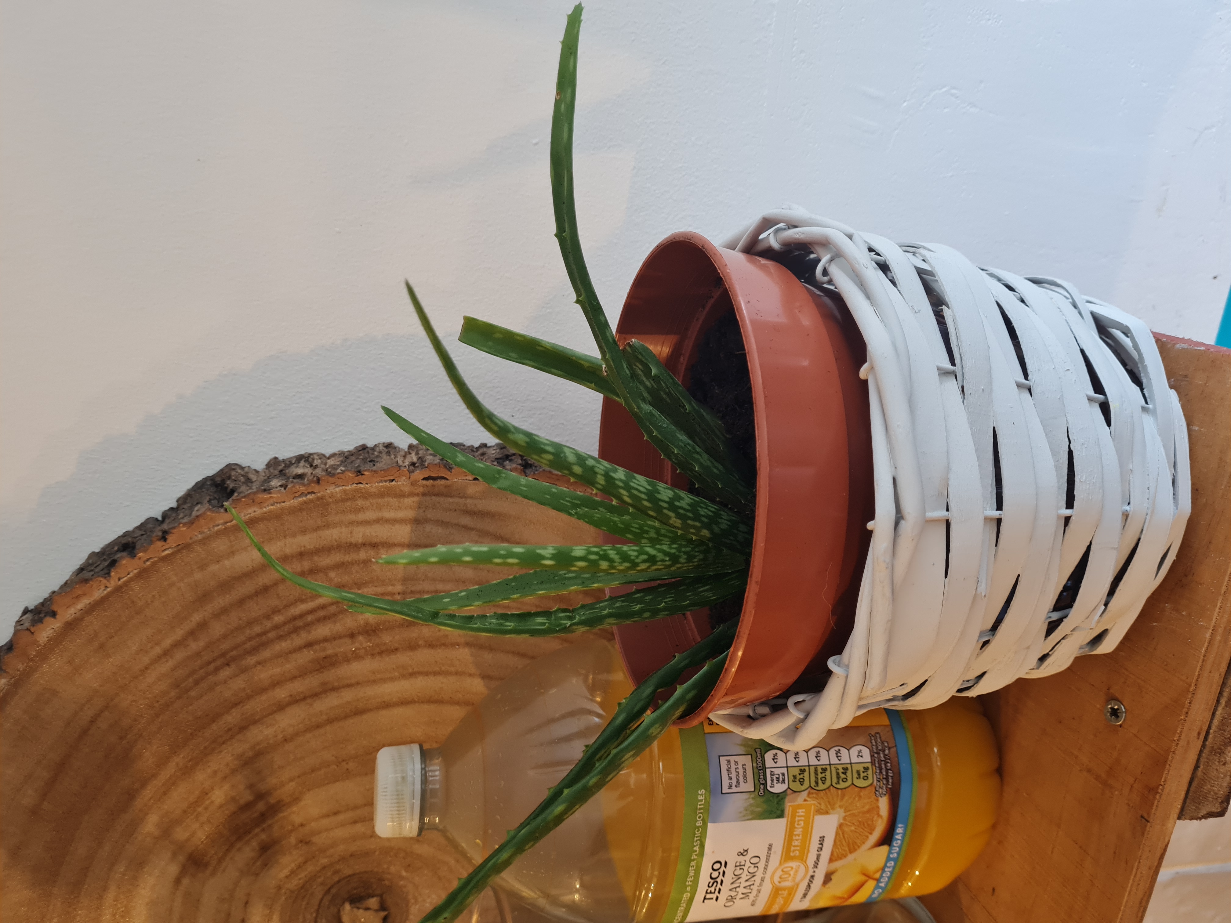 Athena | A plant by @plantmam on Greg