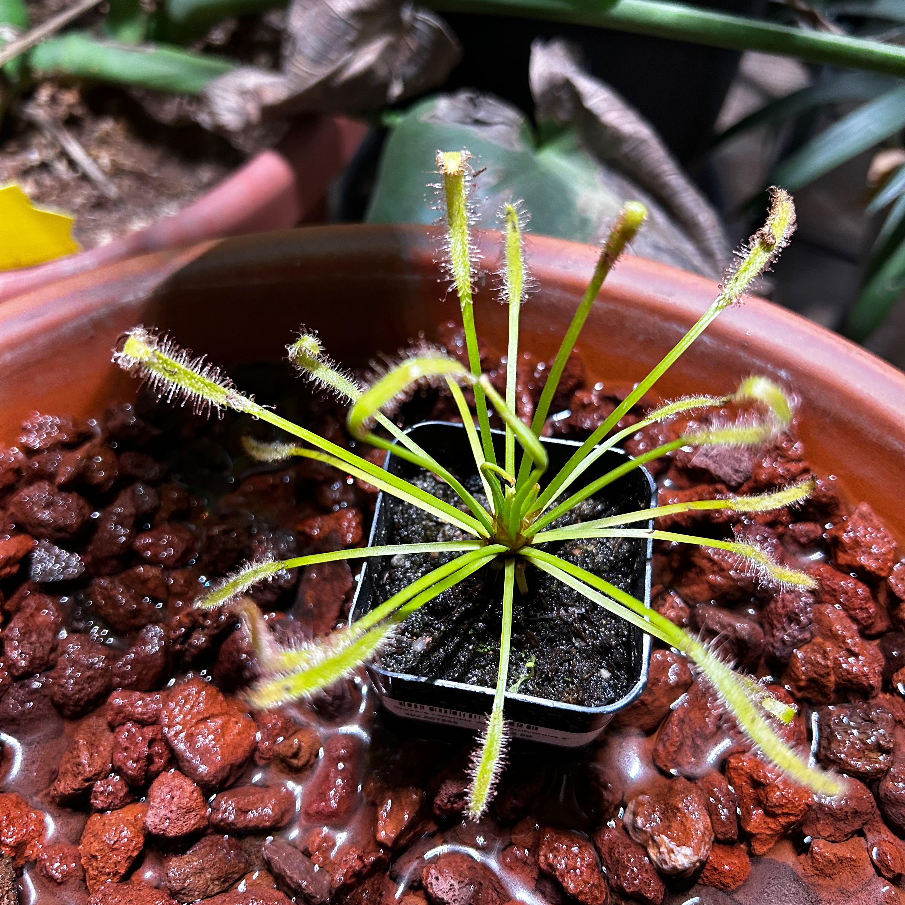 How to Fertilize Your Cape Sundew 🪰